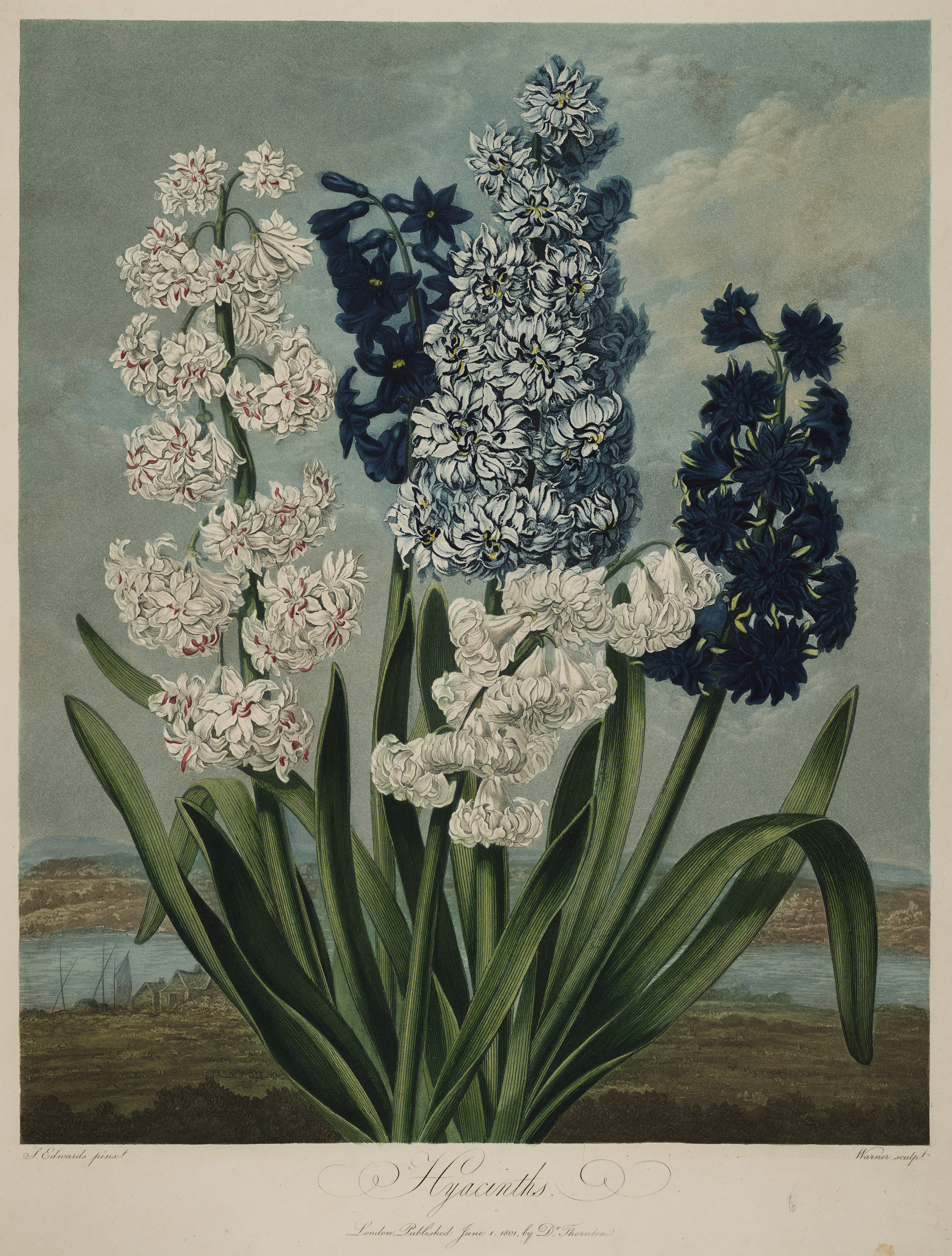 Hyacinths – Old Book Illustrations