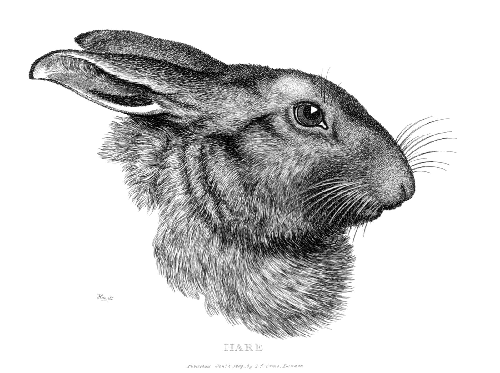 Hare’s Profile – Old Book Illustrations