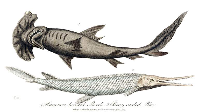 Hammerhead Shark and Longnose Gar – Old Book Illustrations