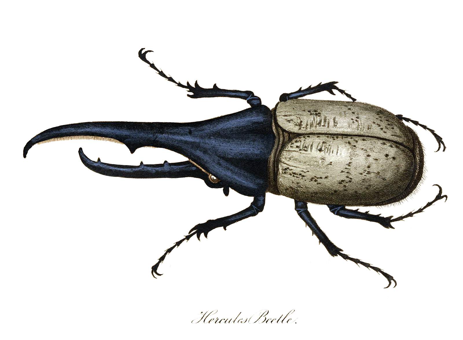Hercules Beetle – Old Book Illustrations