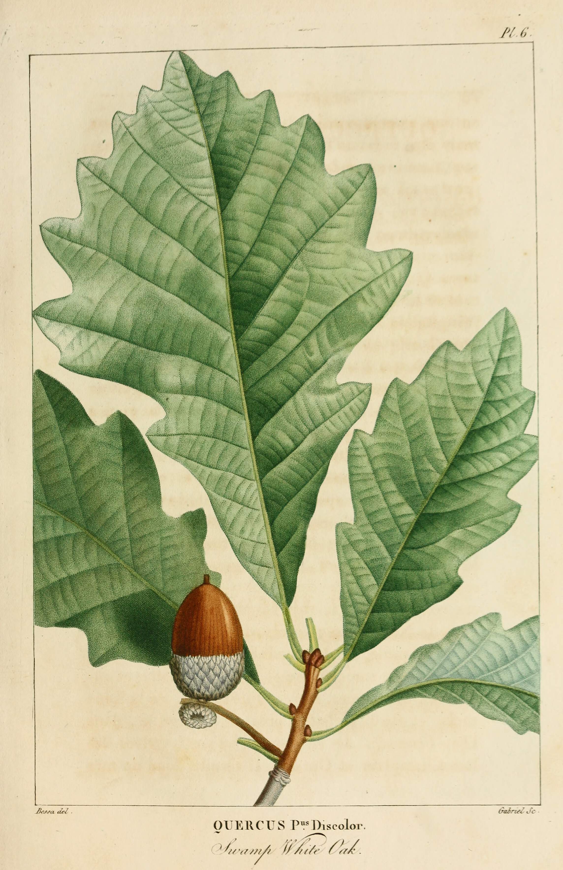 Swamp White Oak – Old Book Illustrations