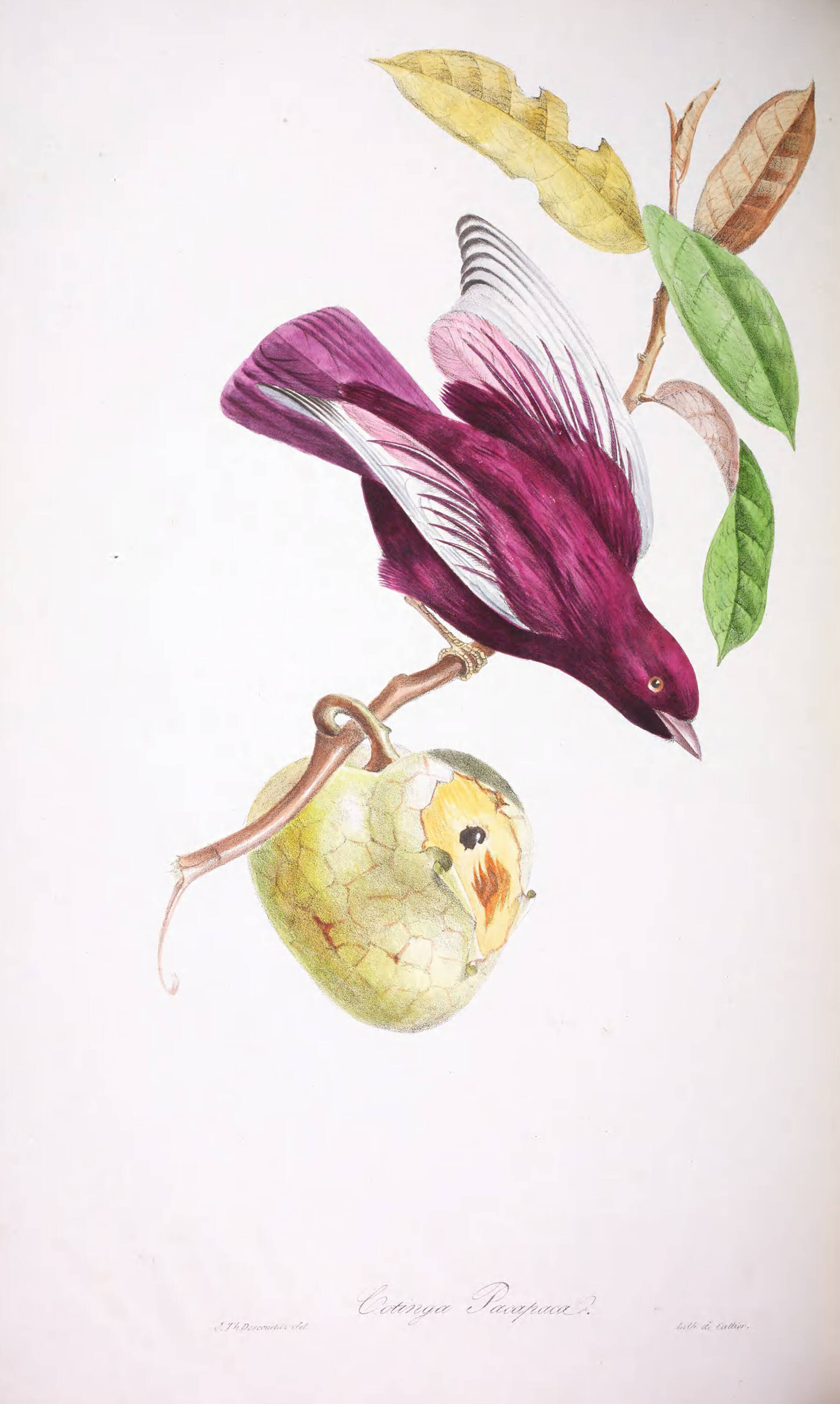 Pompadour Cotinga – Old Book Illustrations