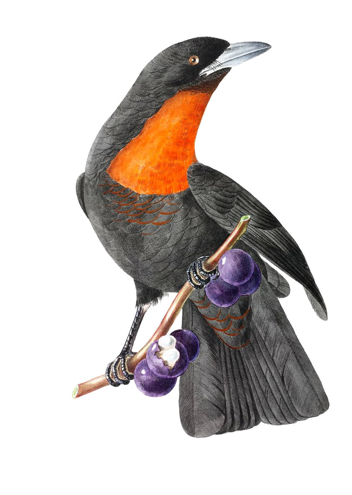 Red-Ruffed Fruitcrow – Old Book Illustrations