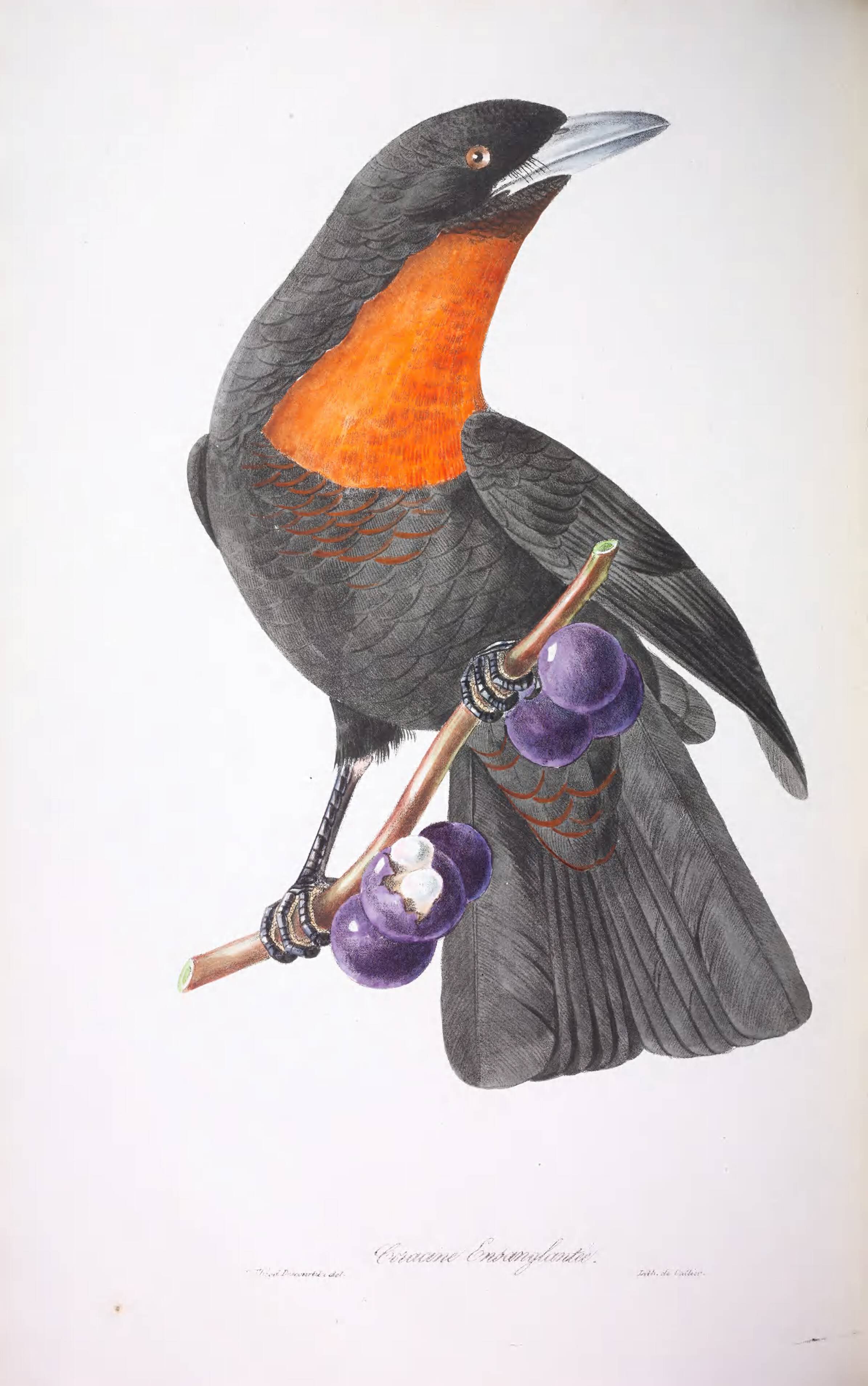 red-ruffed-fruitcrow-rawscan.jpg (2391×3817)