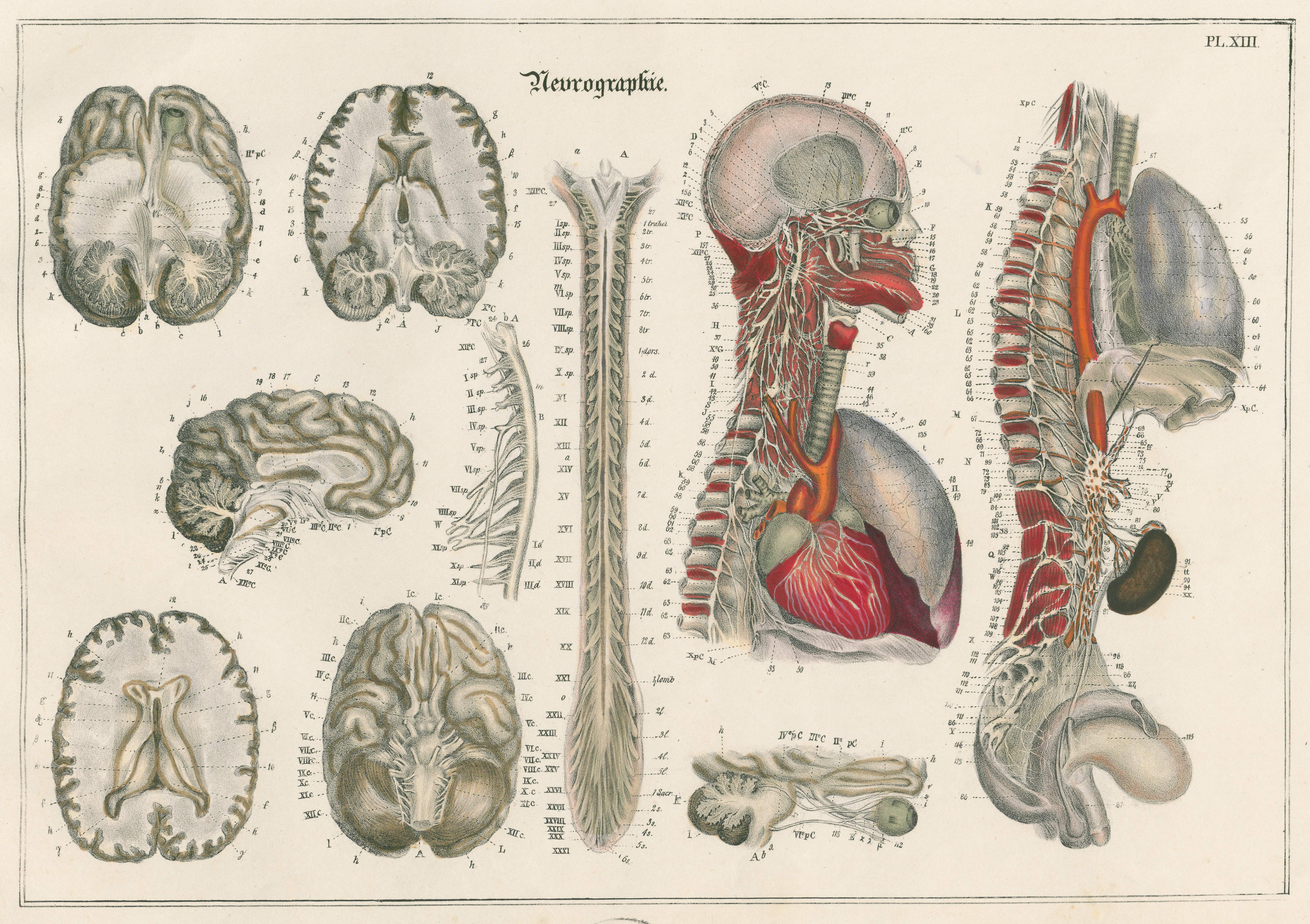 Neurography – Old Book Illustrations