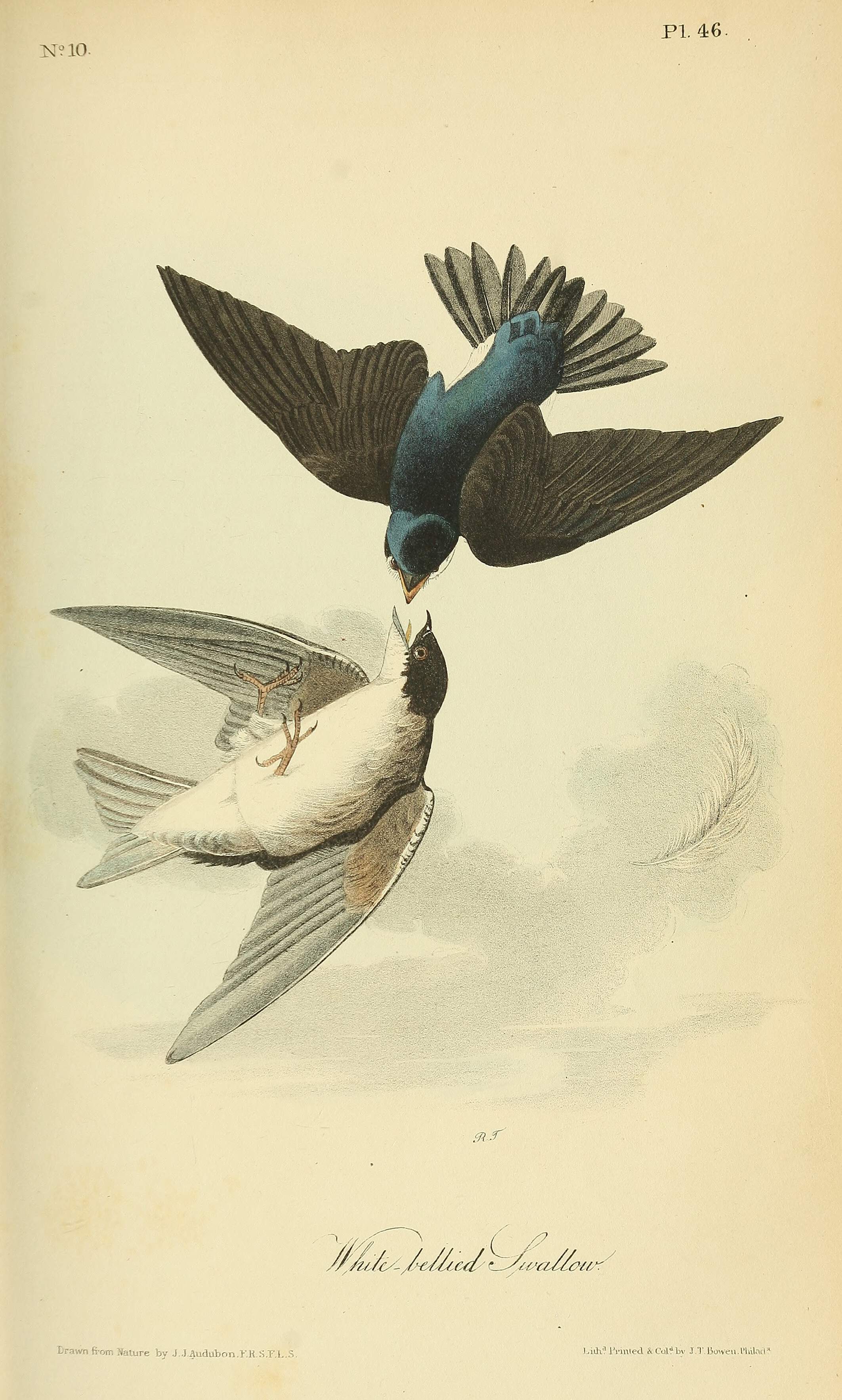 Tree Swallow – Old Book Illustrations