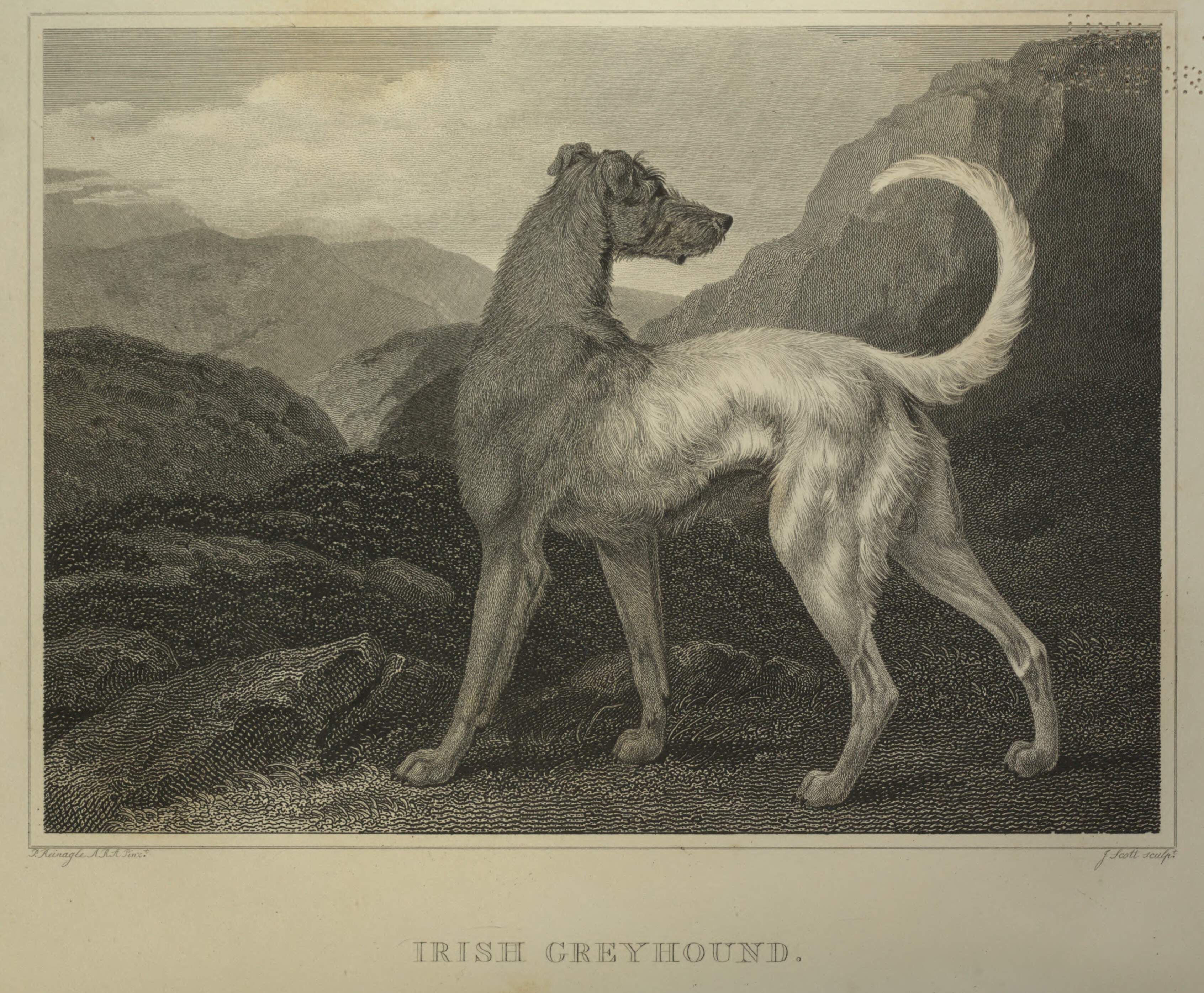 Irish Wolfhound – Old Book Illustrations