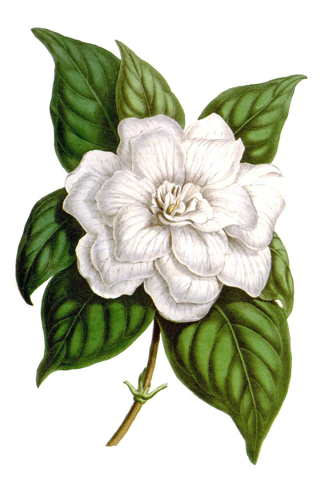 Gardenia Jasminoides Old Book Illustrations