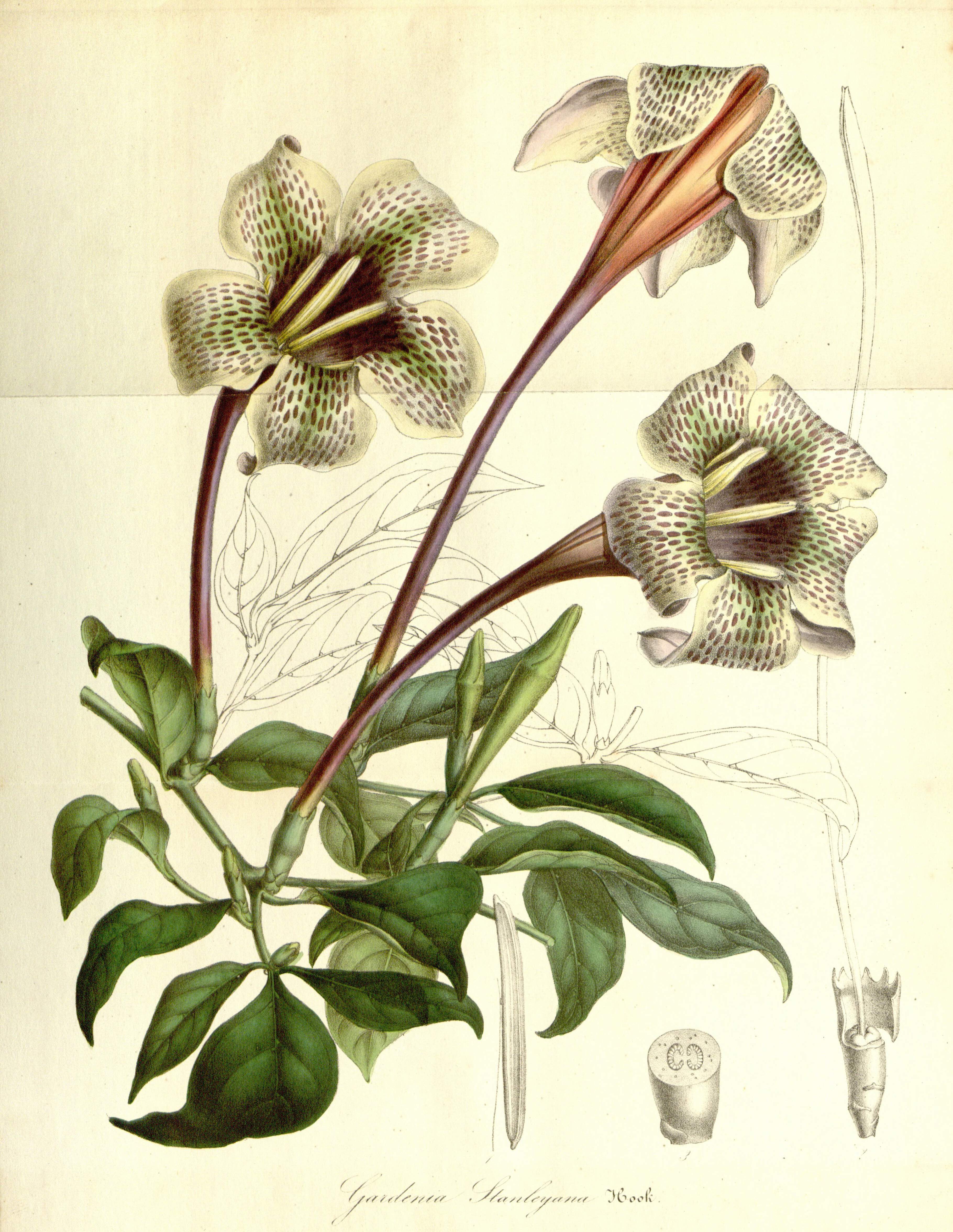 rothmannia-longiflora-rawscan.jpg (3640×4705)-花瓣网