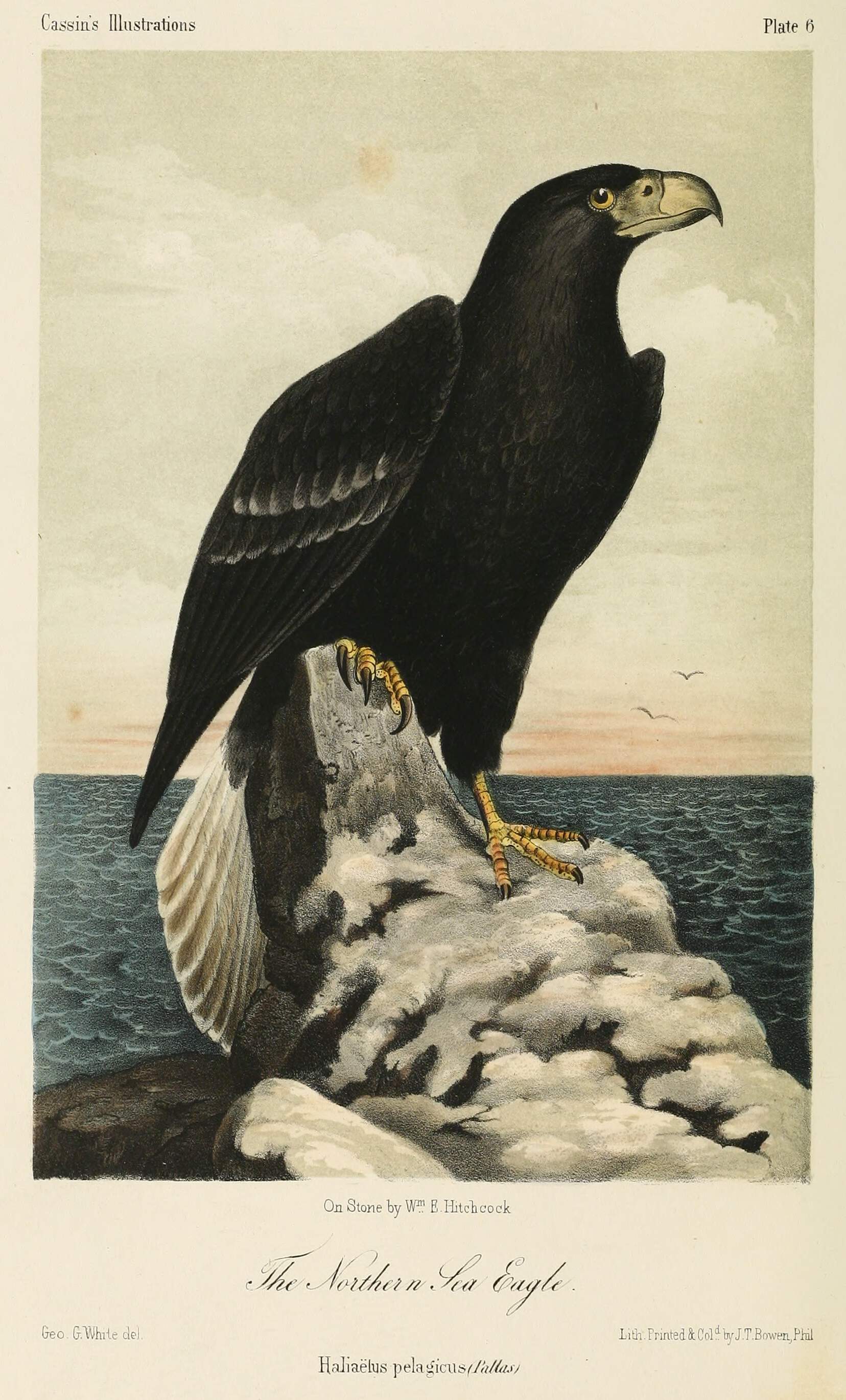 Steller’s Sea Eagle – Old Book Illustrations