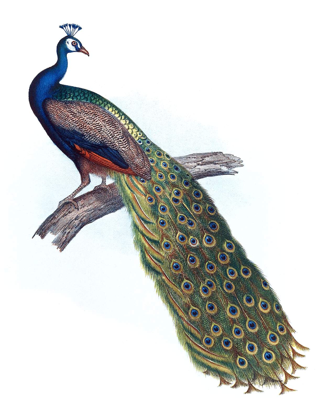 Indian Peacock – Old Book Illustrations