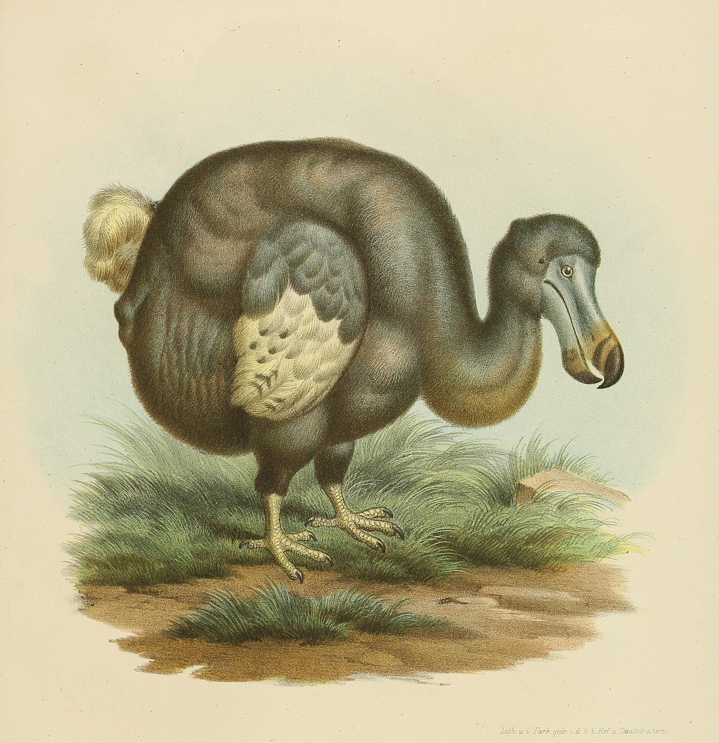 raphus-cucullatus-rawscan.jpg (2388×2468)