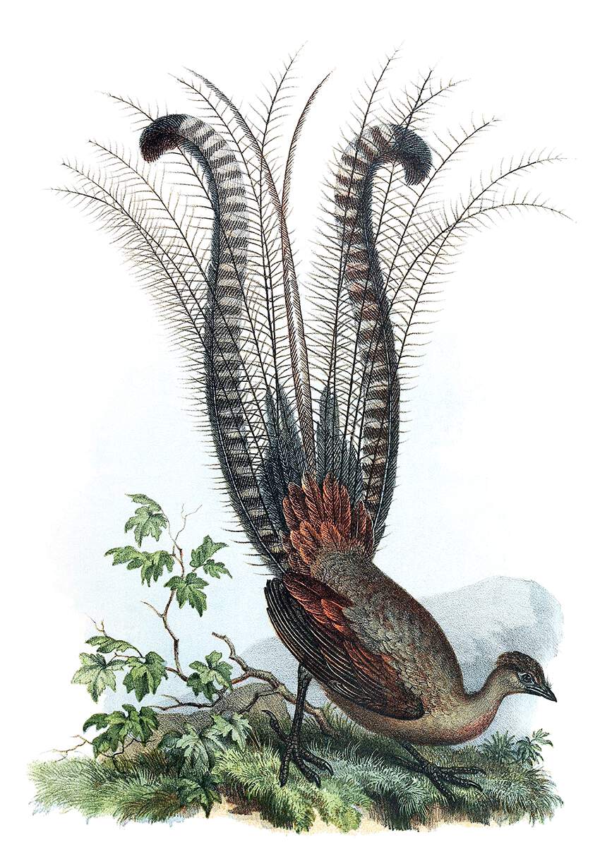 Superb Lyrebird – Old Book Illustrations