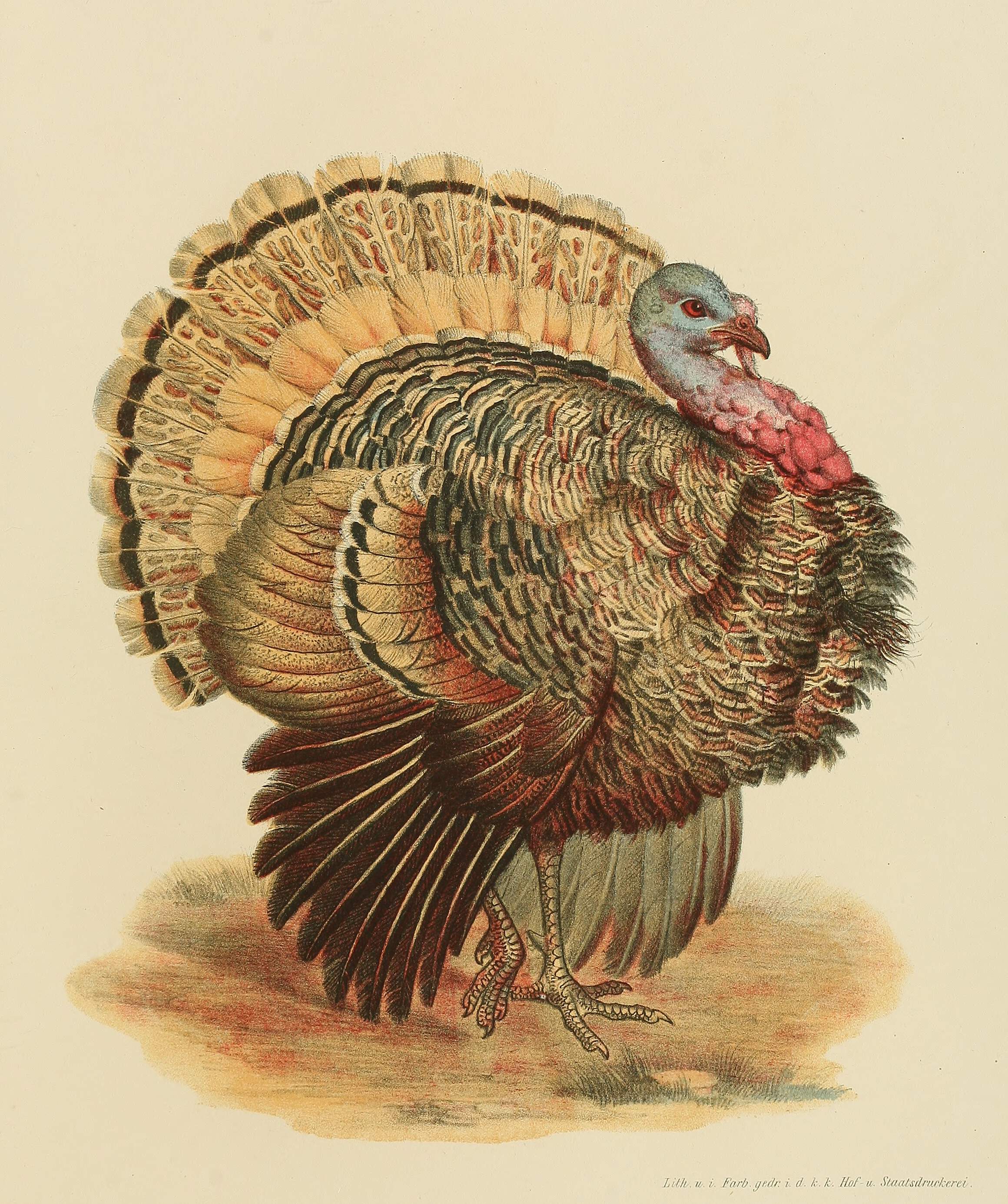 Wild Turkey – Old Book Illustrations