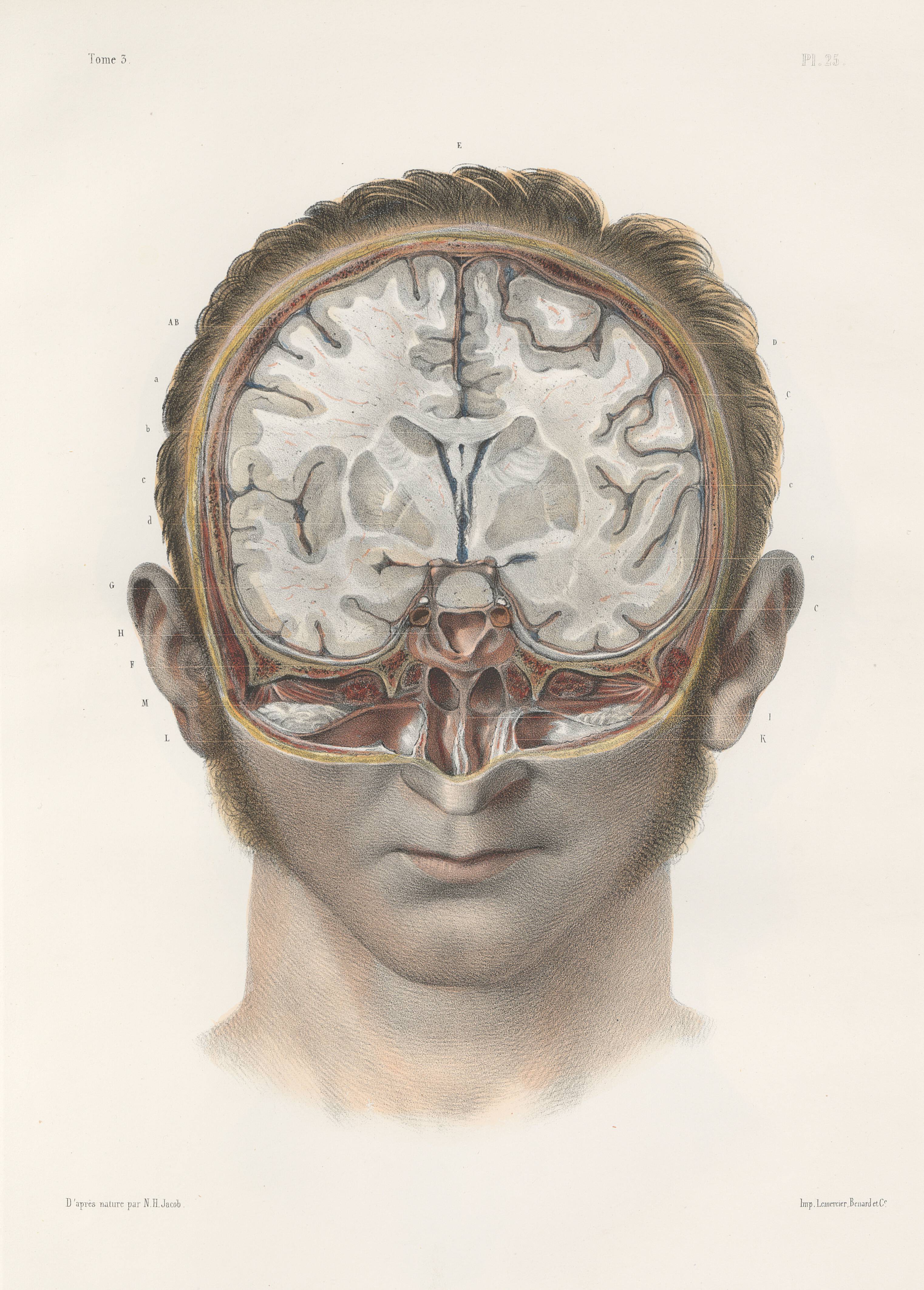 Frontal Cross-Section of the Brain – Old Book Illustrations