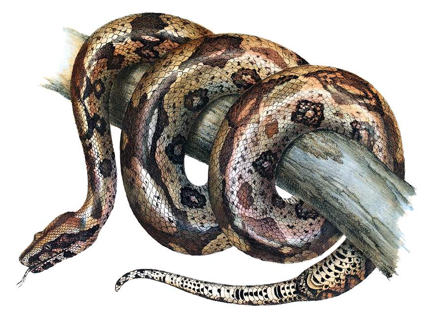 Boa Constrictor – Old Book Illustrations