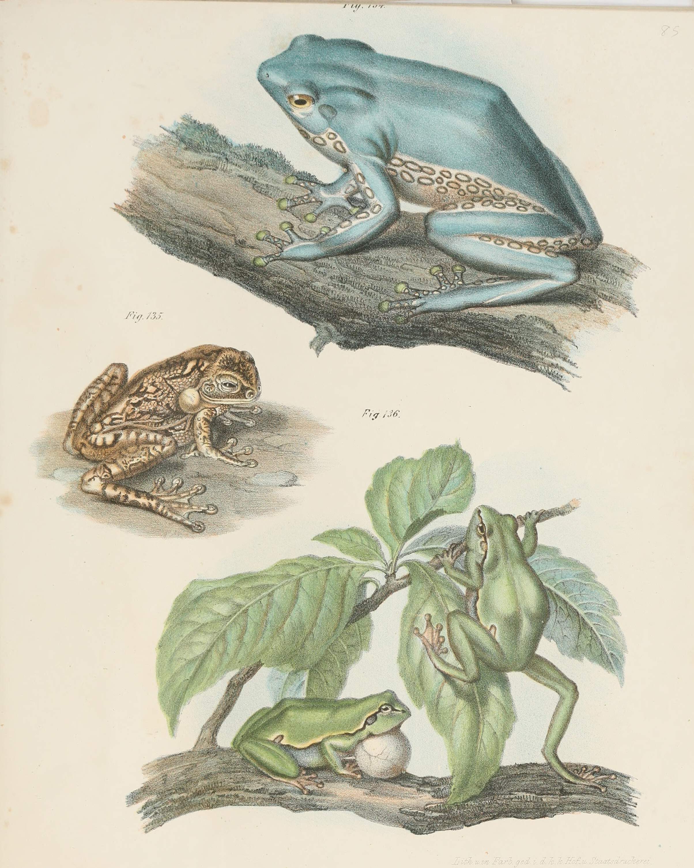 Tree Frogs – Old Book Illustrations