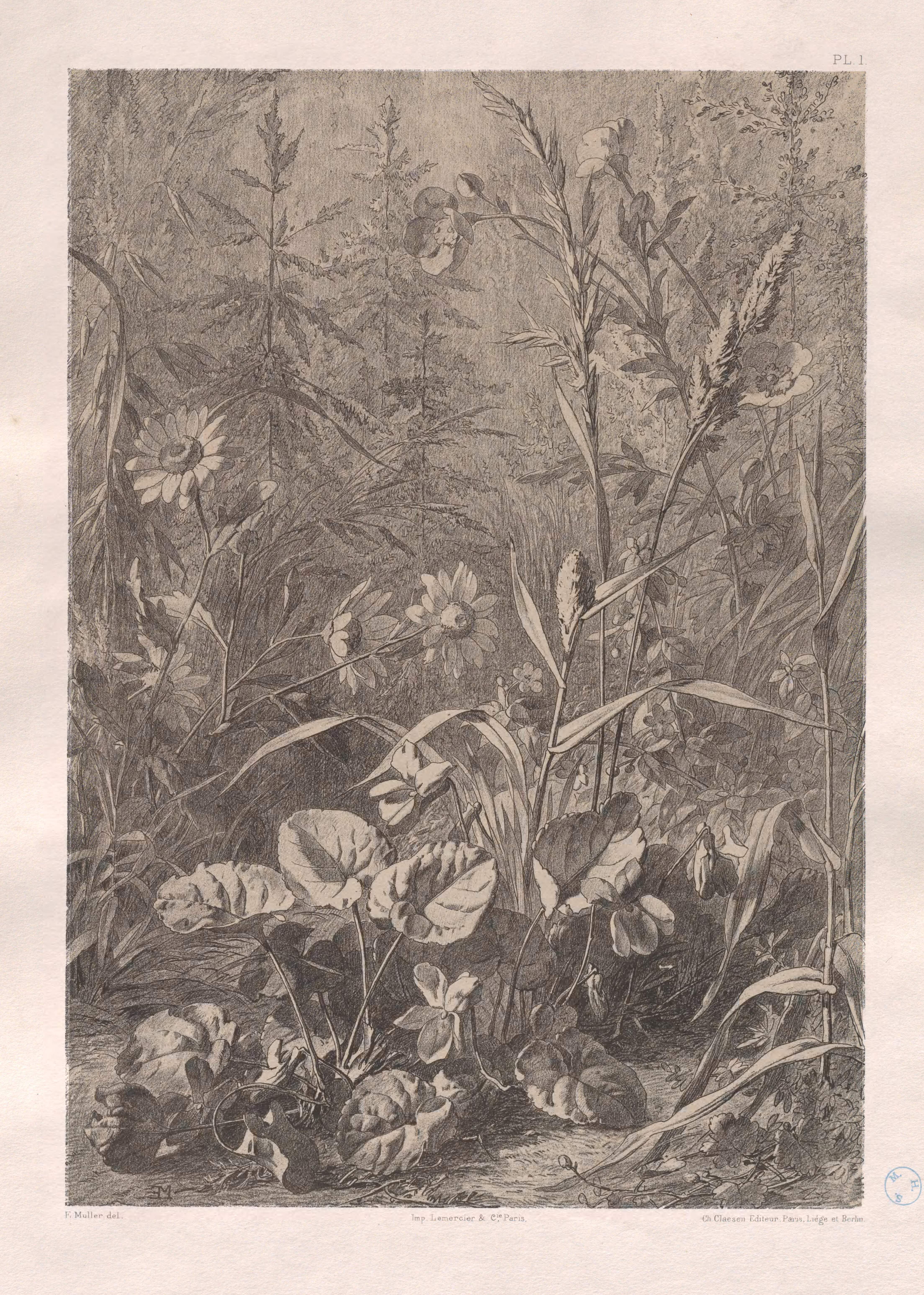Flore pittoresque—Plate 1 – Old Book Illustrations