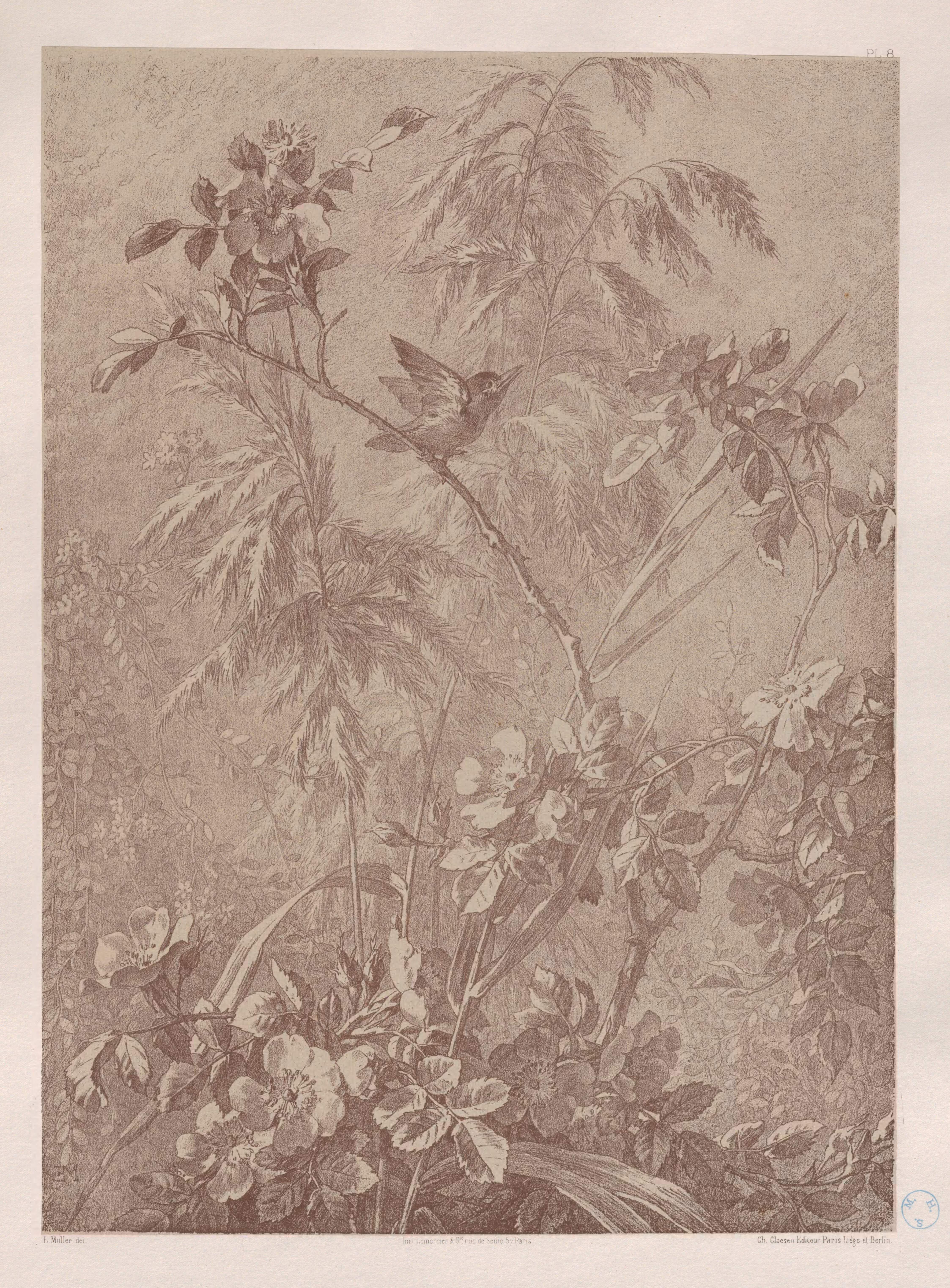 Flore pittoresque—Plate 8 – Old Book Illustrations