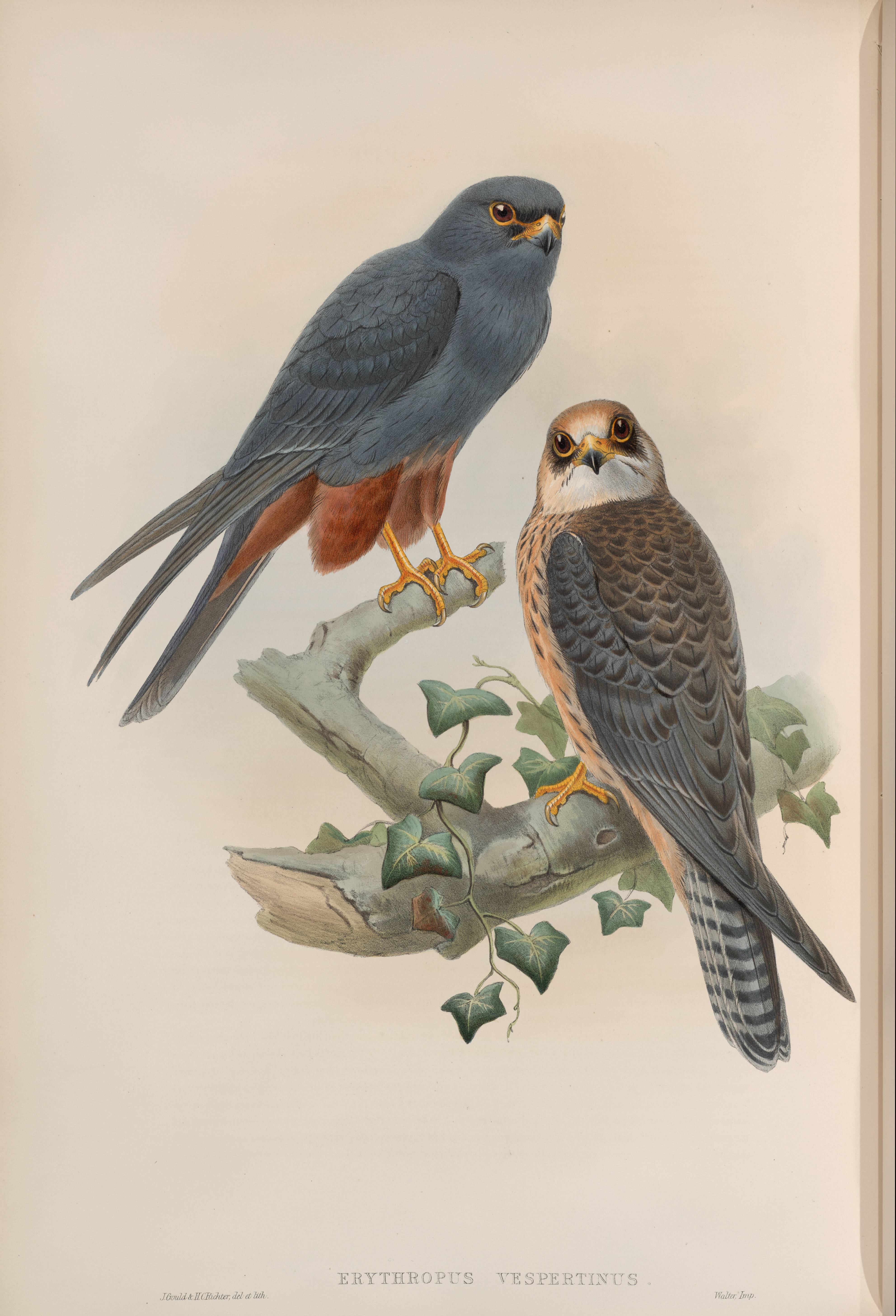 Red-Footed Falcon – Old Book Illustrations
