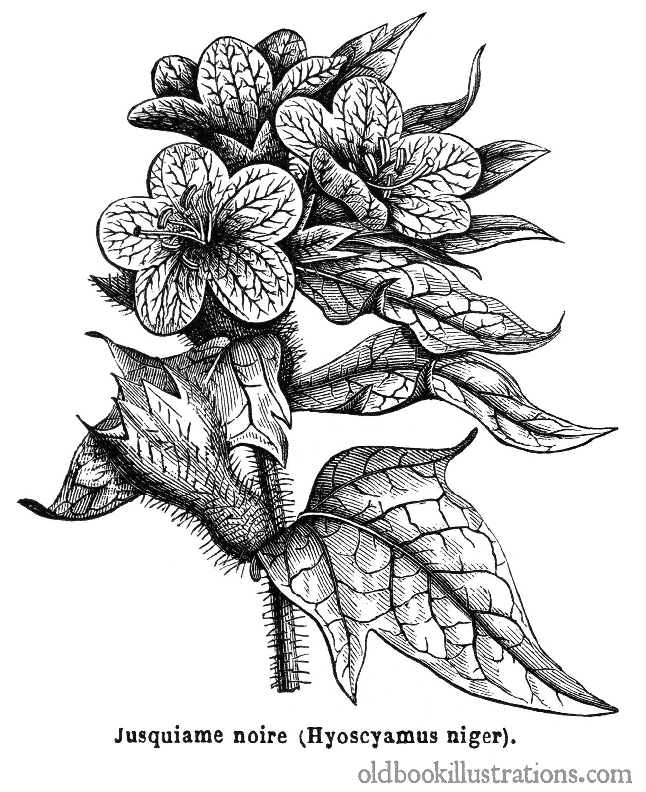 Black Henbane – Old Book Illustrations