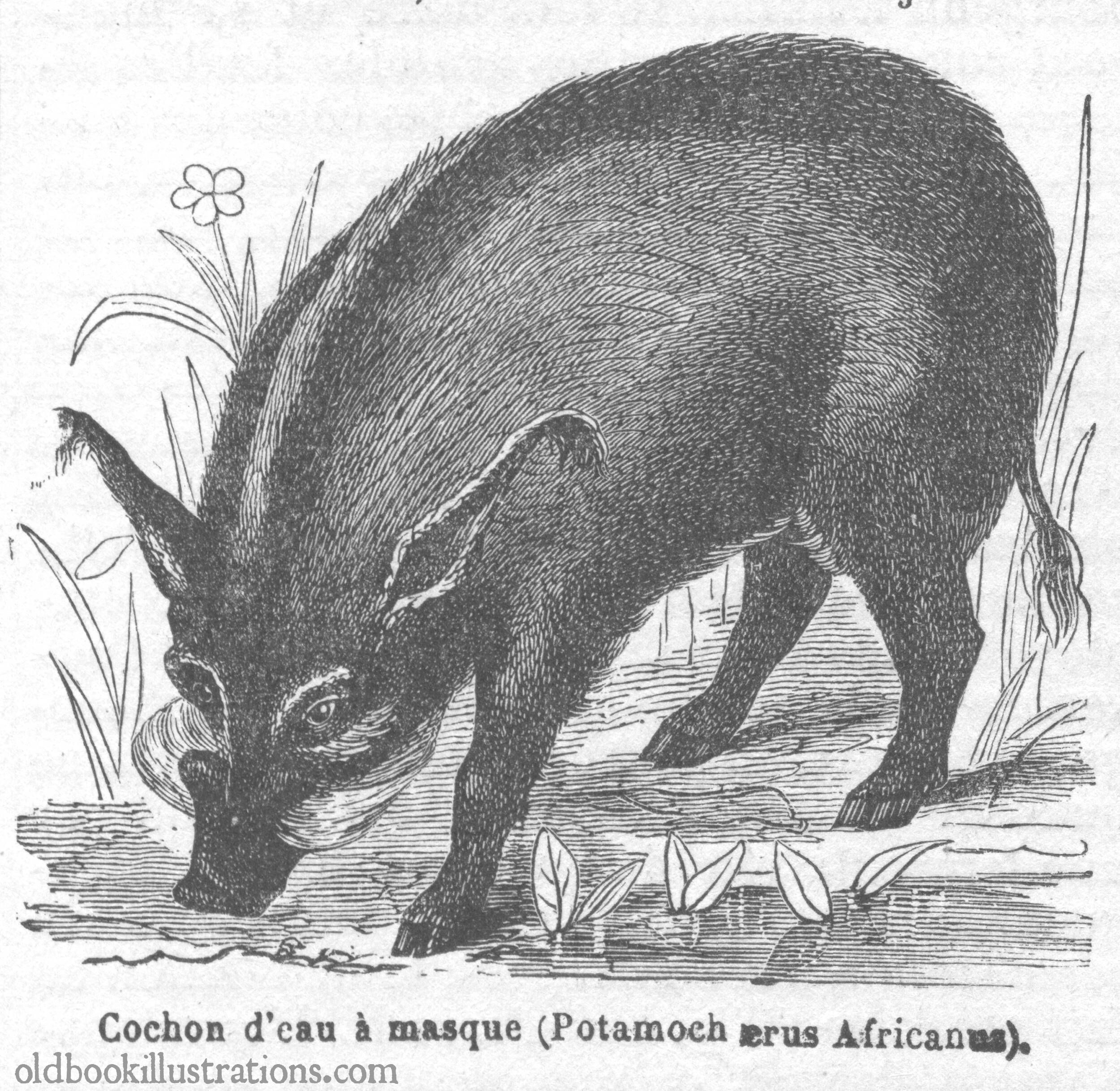 Bush pig – Old Book Illustrations
