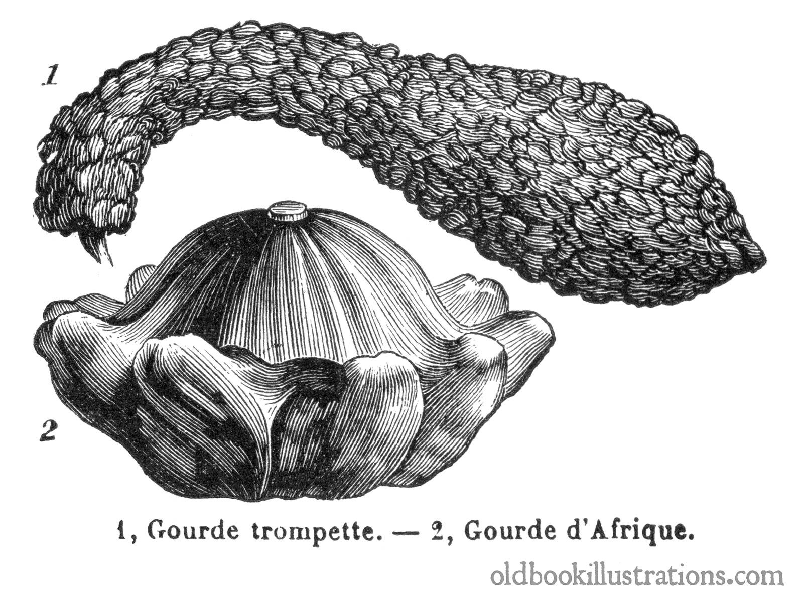 Calabash (1) – Old Book Illustrations