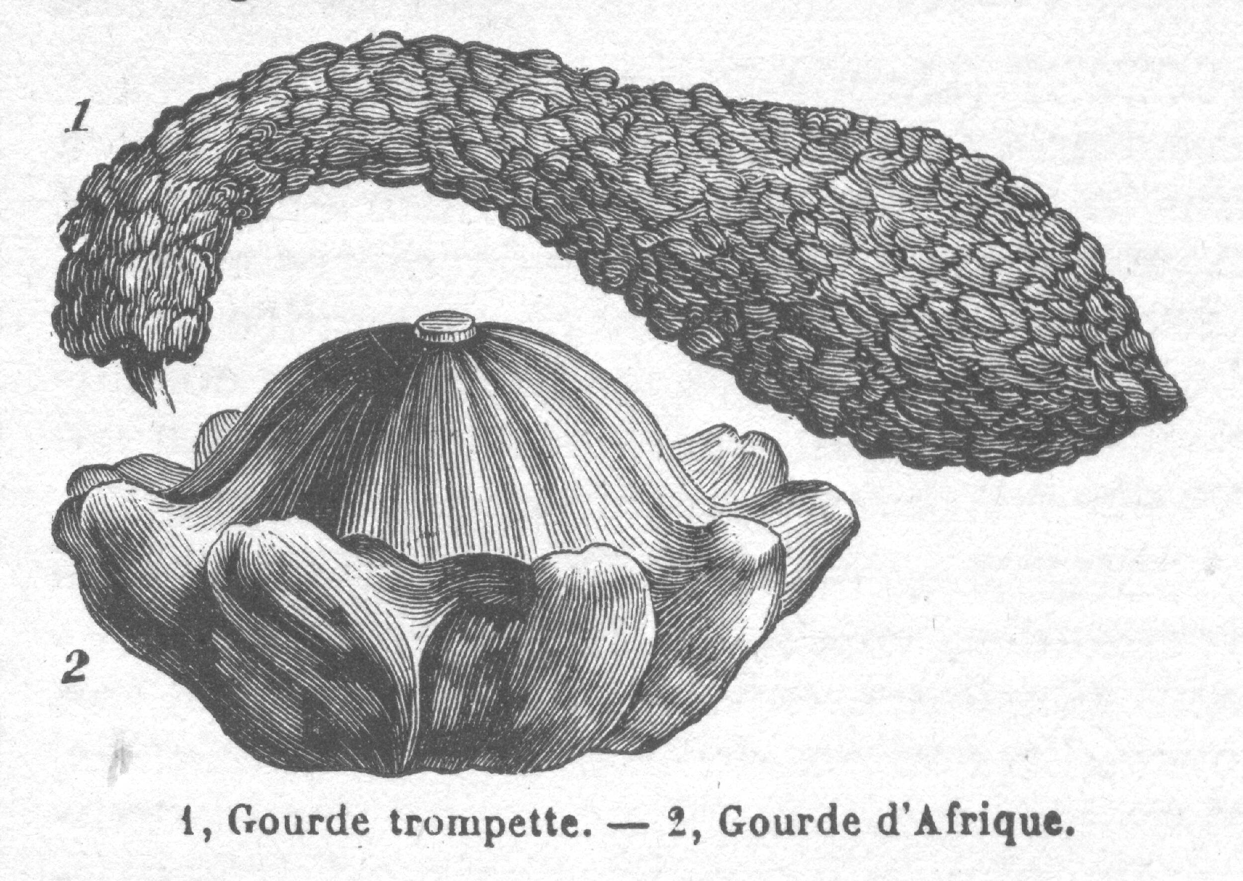 Calabash (1) – Old Book Illustrations