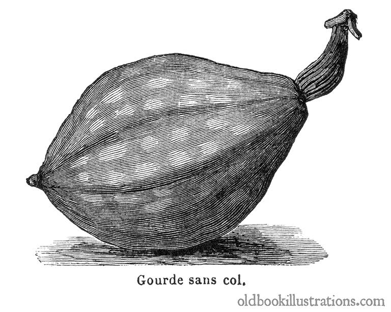 Calabash (2) – Old Book Illustrations