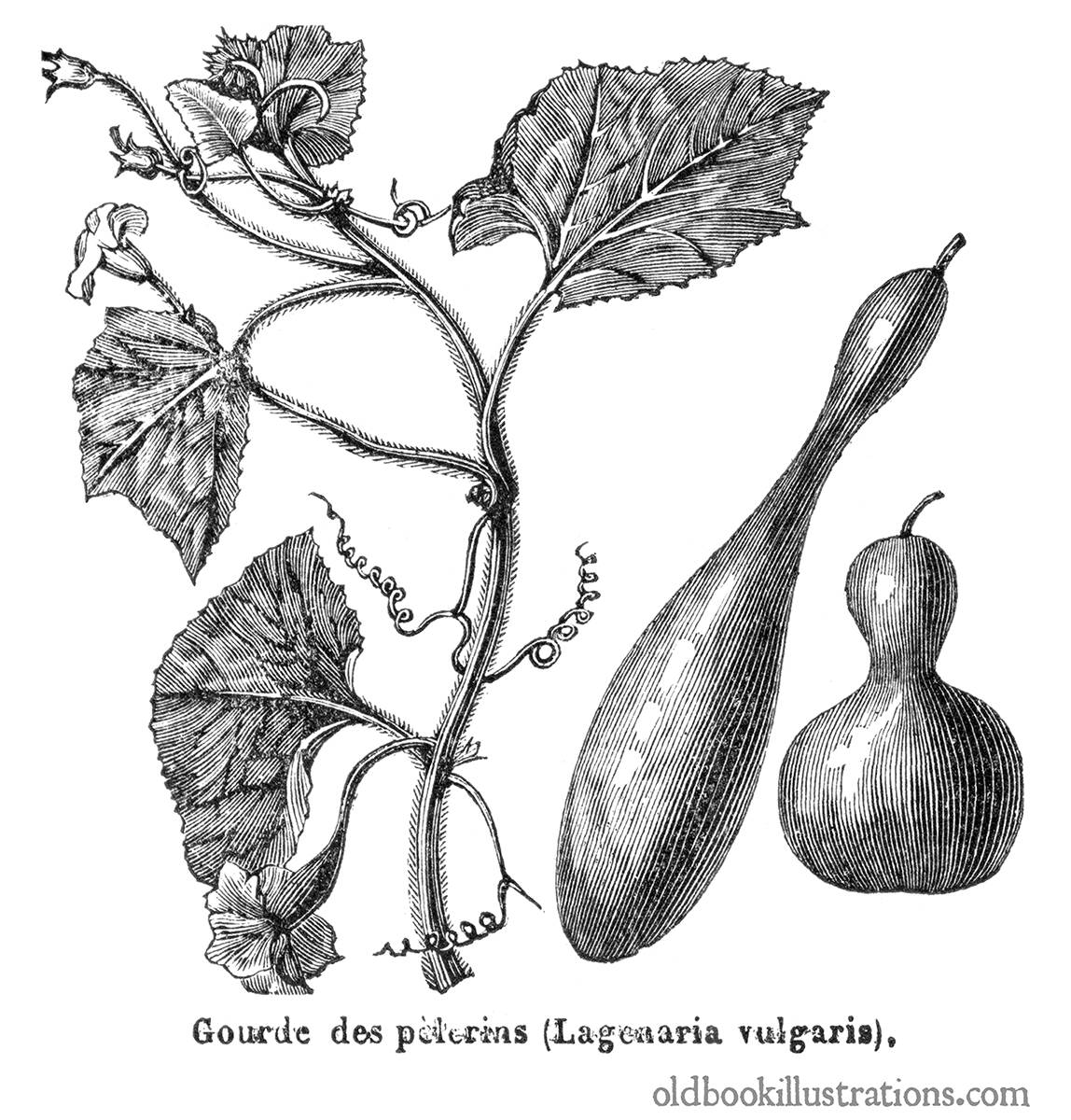 Calabash (3) – Old Book Illustrations