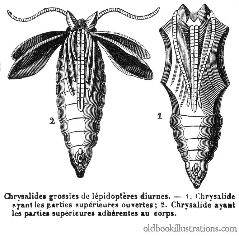 Chrysalis – Old Book Illustrations