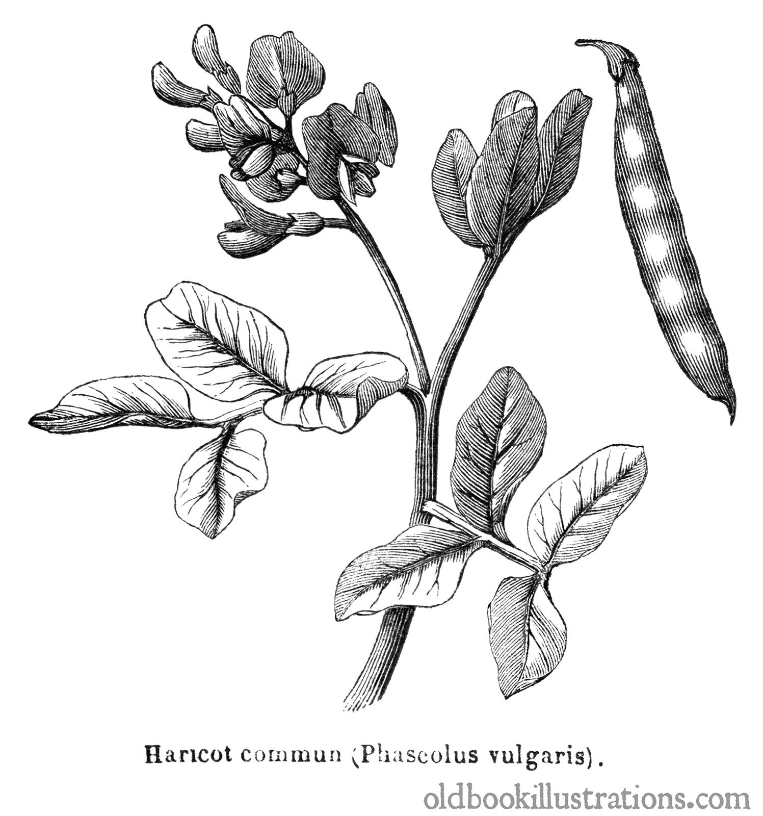 Common Bean – Old Book Illustrations