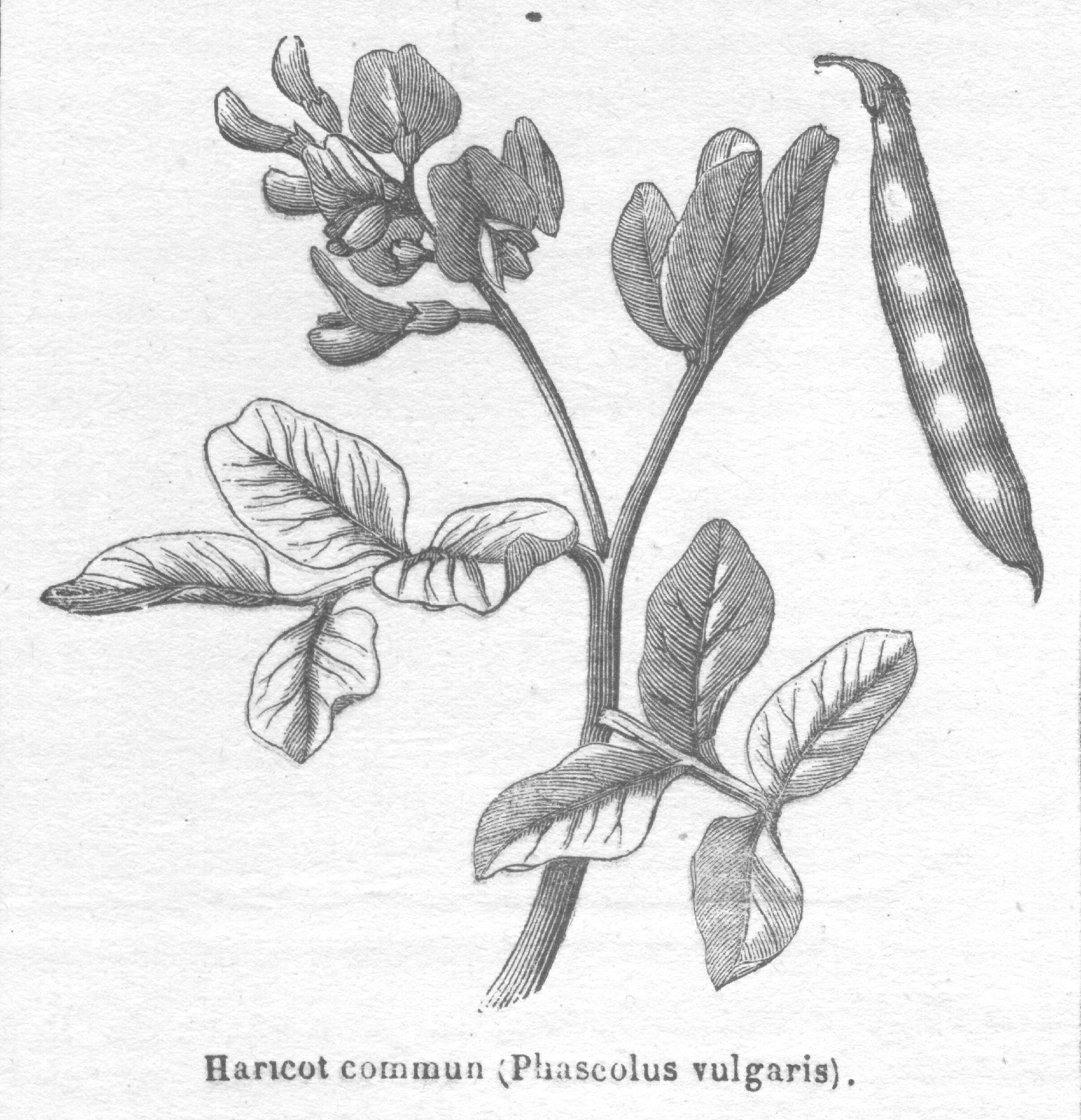 Common Bean – Old Book Illustrations