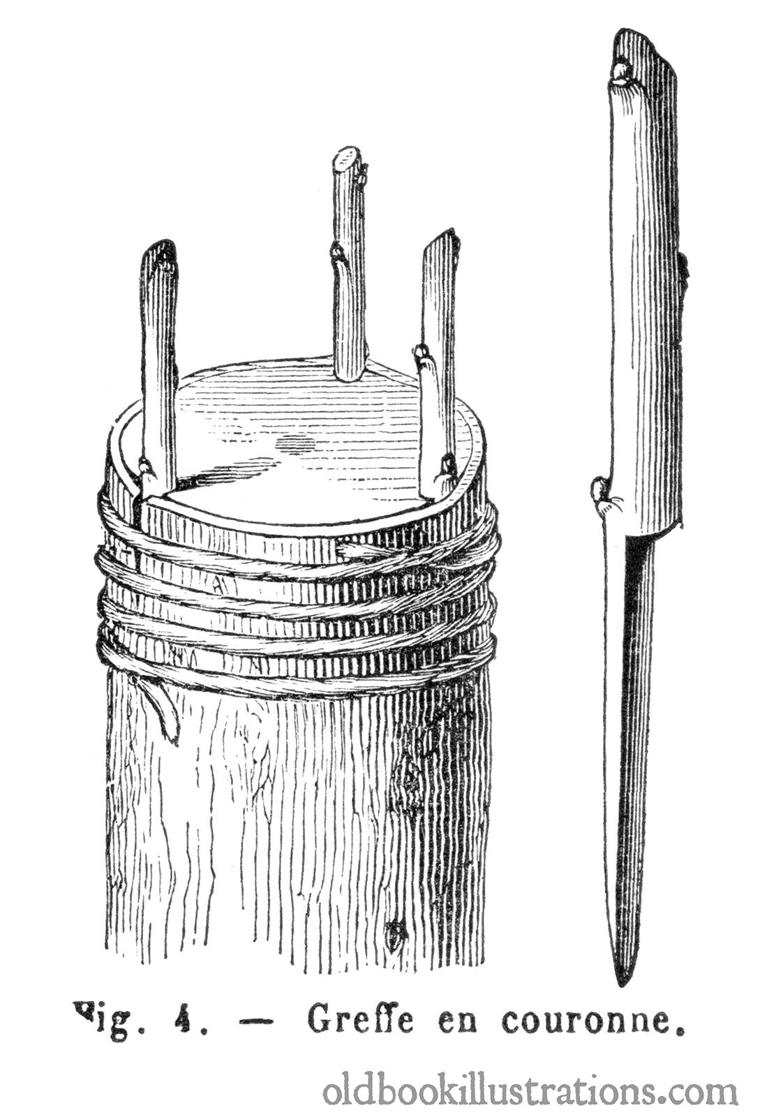 Crown Grafting – Old Book Illustrations