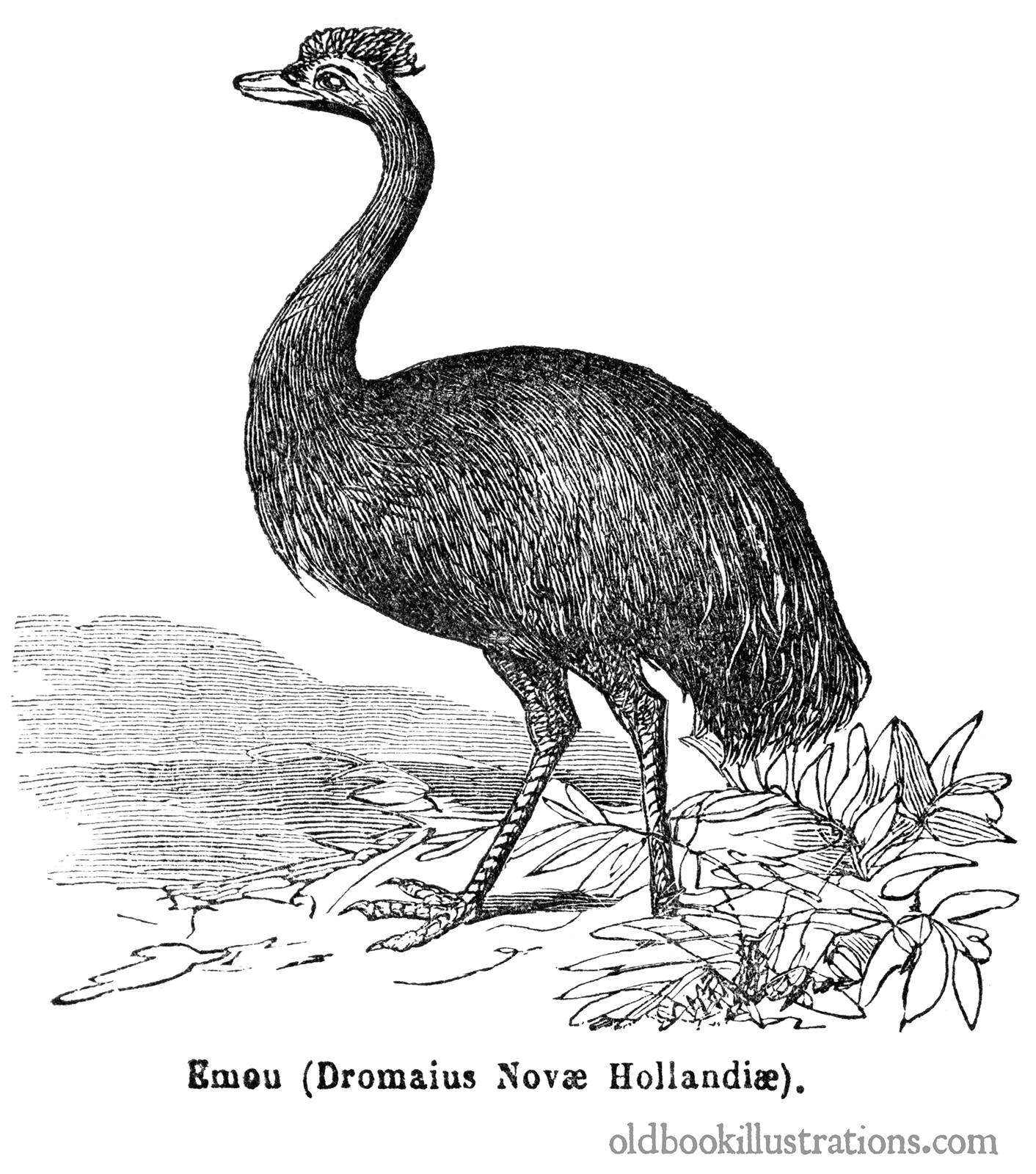 Emu – Old Book Illustrations