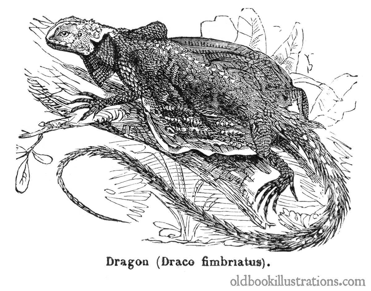 Draco fimbriatus – Old Book Illustrations