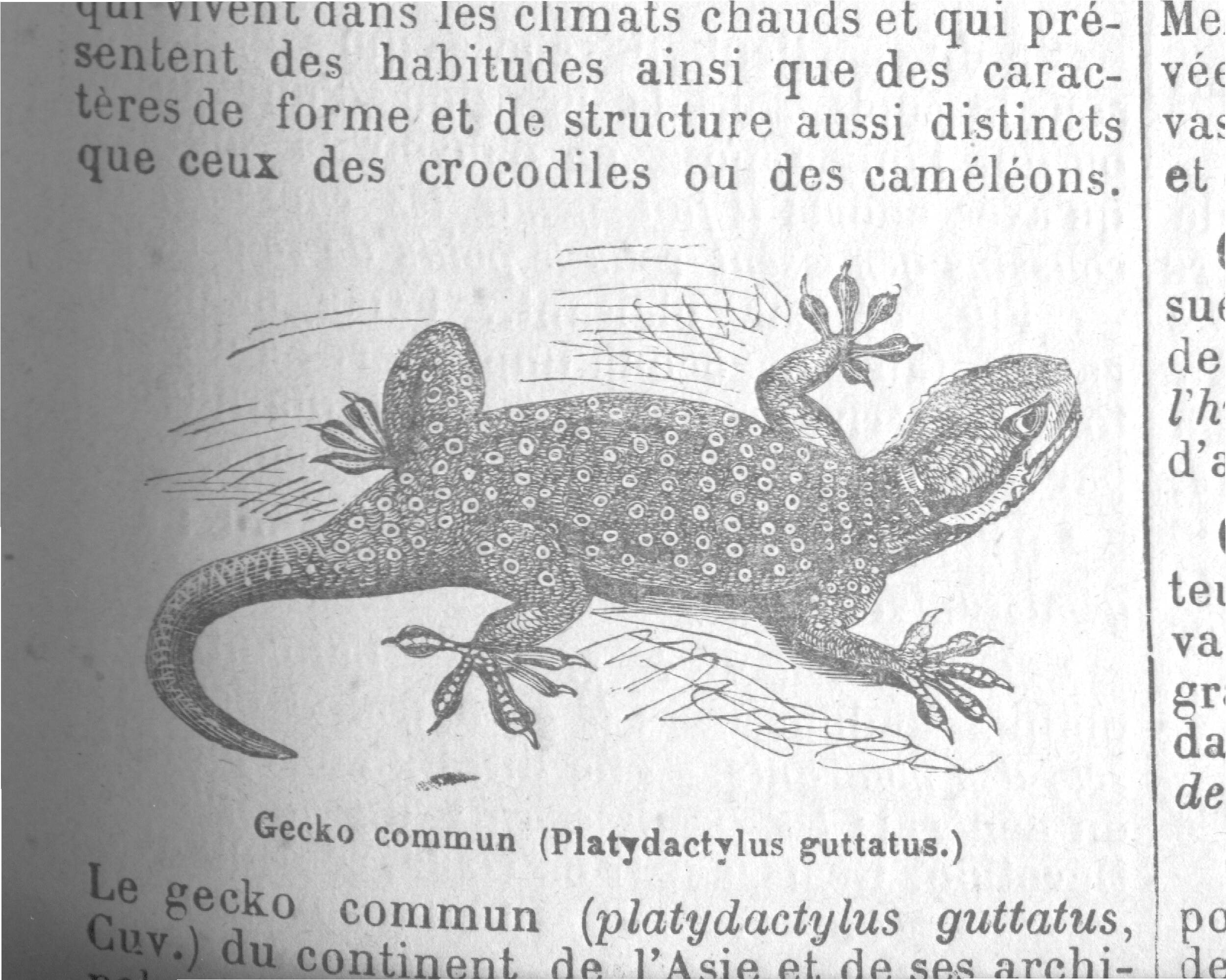 Gecko – Old Book Illustrations