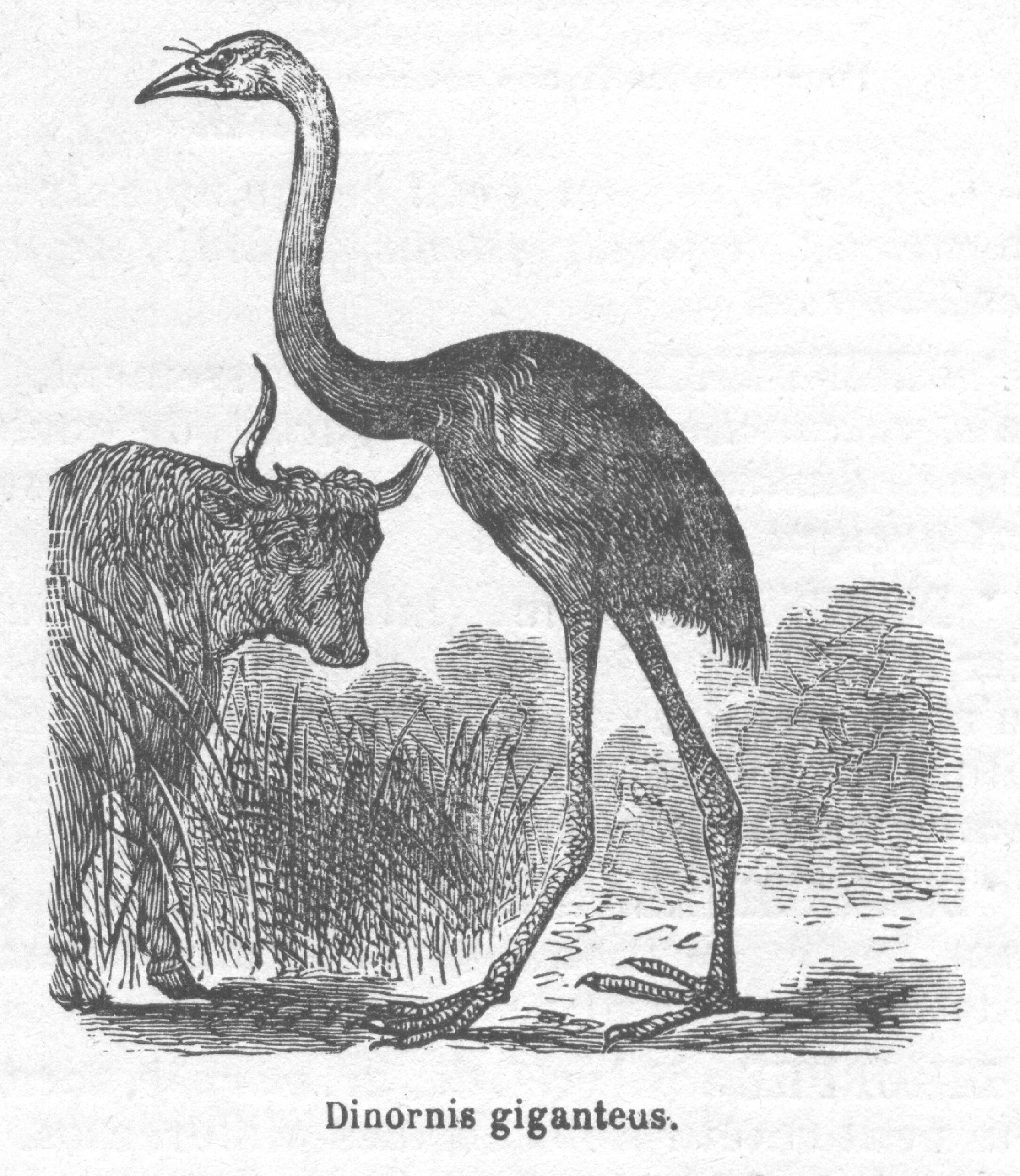 giant-moa-rawscan.jpg (2169×2500)