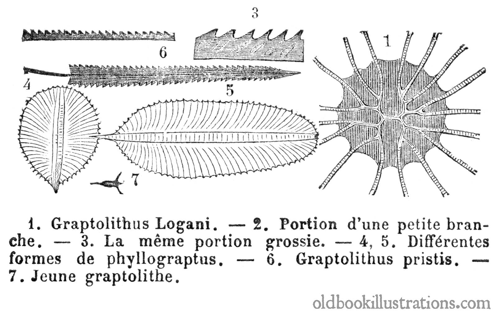 Graptolites – Old Book Illustrations