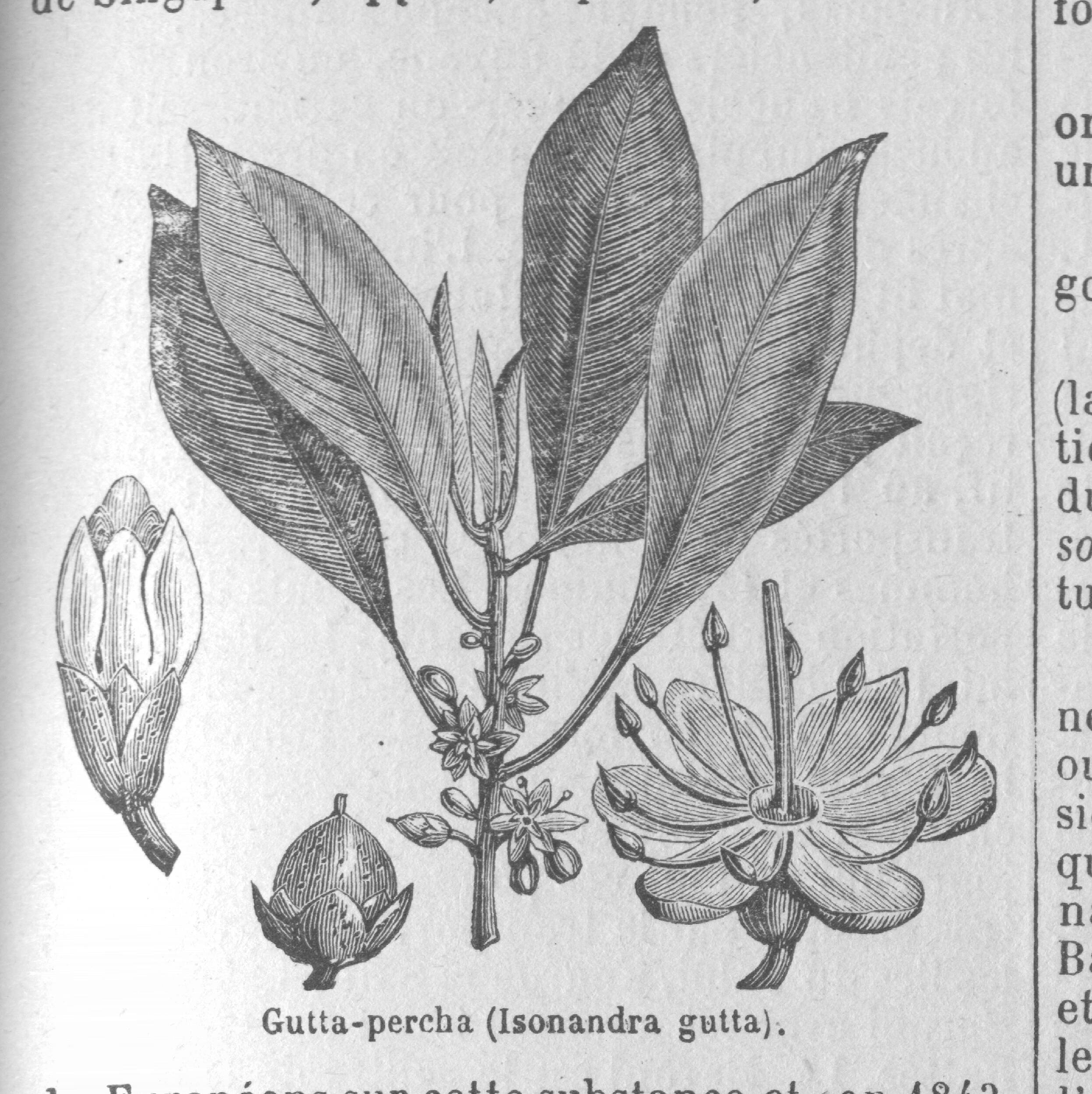 Gutta-Percha Tree – Old Book Illustrations