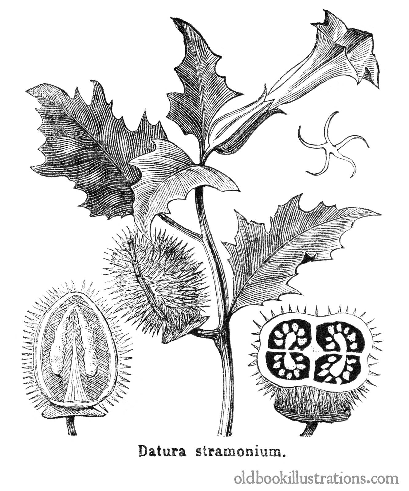 Jimsonweed – Old Book Illustrations
