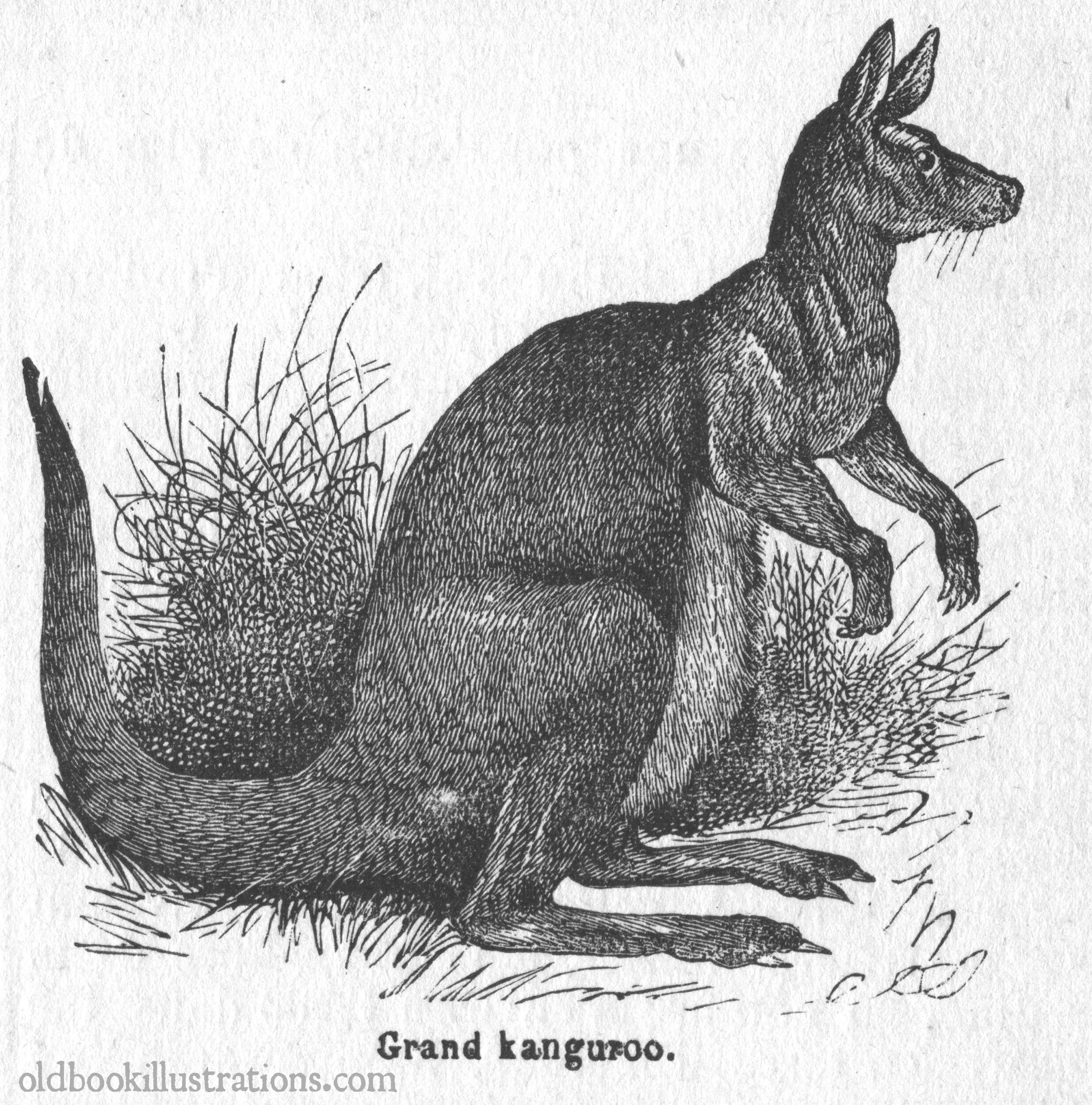 Kangaroo – Old Book Illustrations