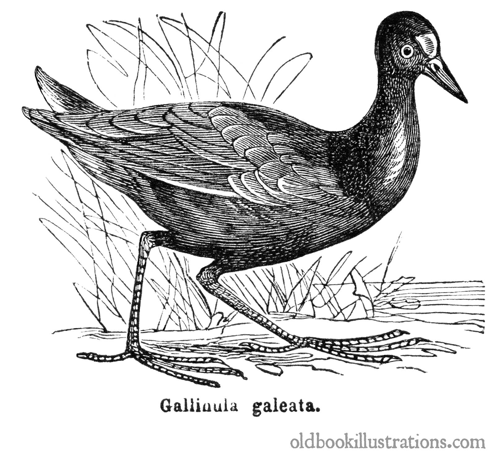 Common Moorhen – Old Book Illustrations