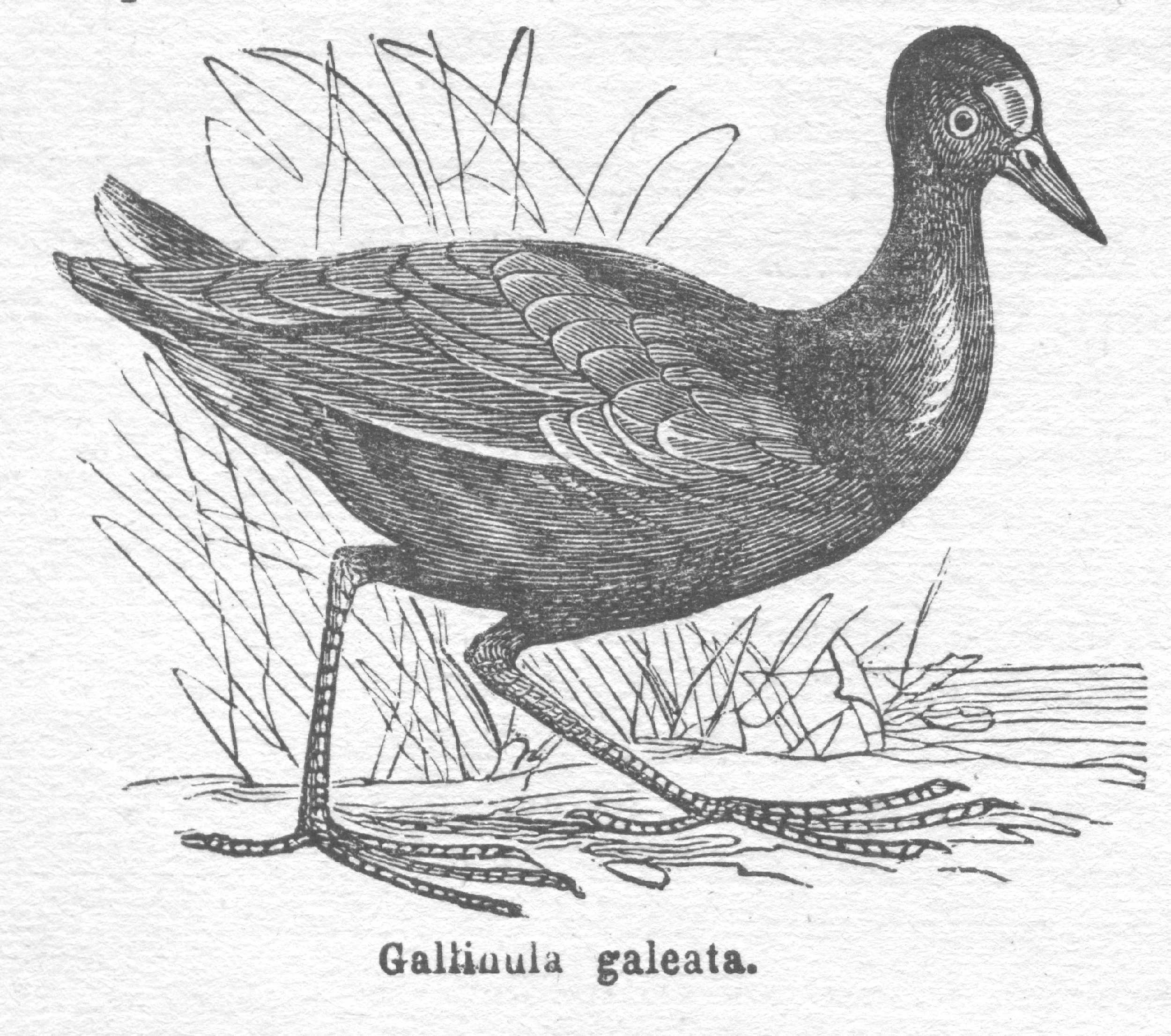 Common Moorhen – Old Book Illustrations