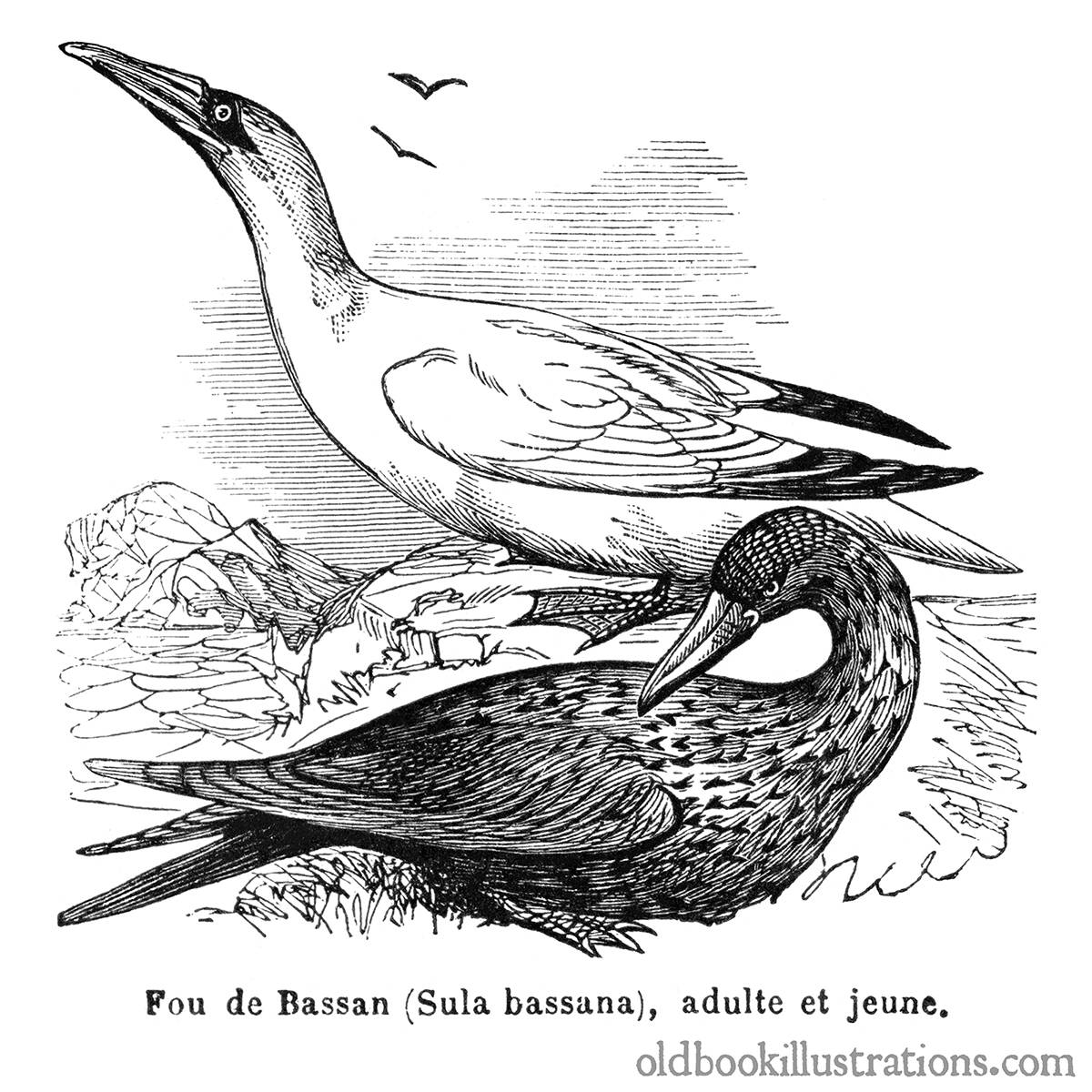 Northern Gannets – Old Book Illustrations