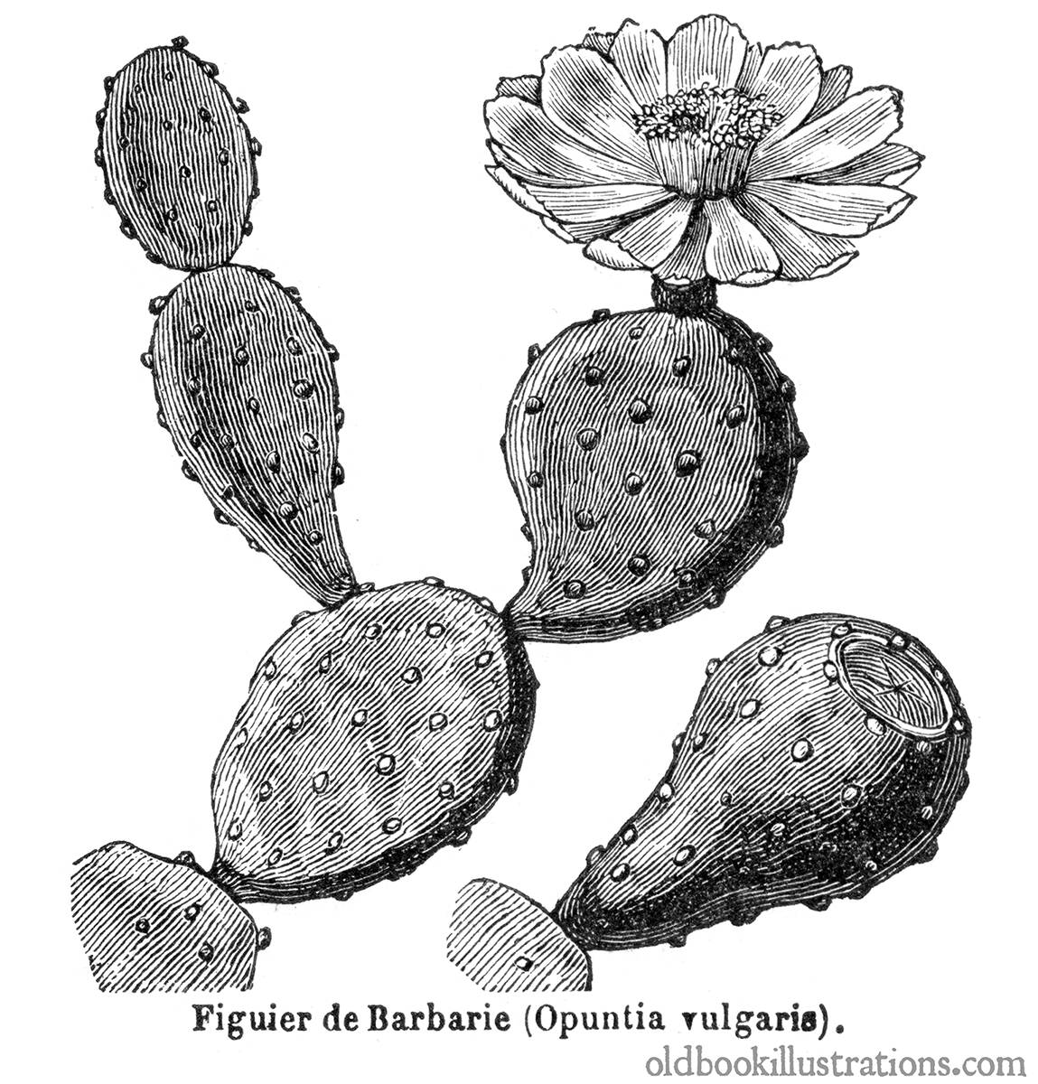 Prickly Pear Drawing