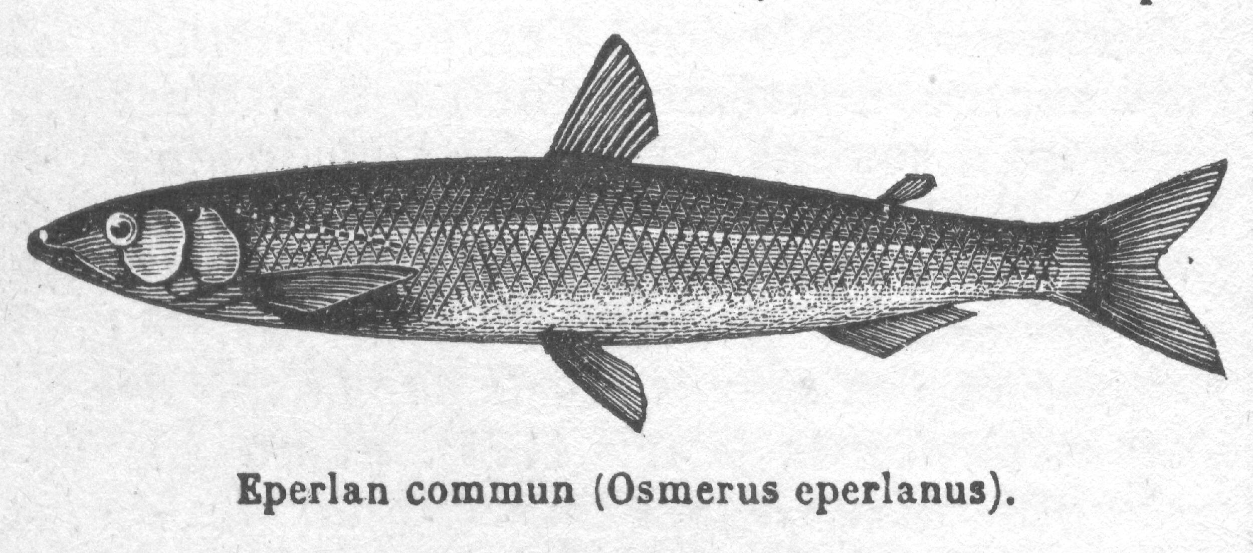 European Smelt – Old Book Illustrations