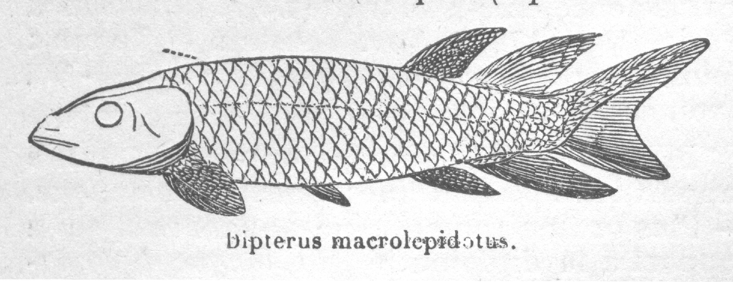 Dipterus macrolepidotus – Old Book Illustrations