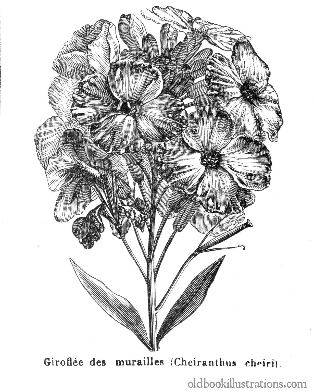 Aegean Wallflower – Old Book Illustrations