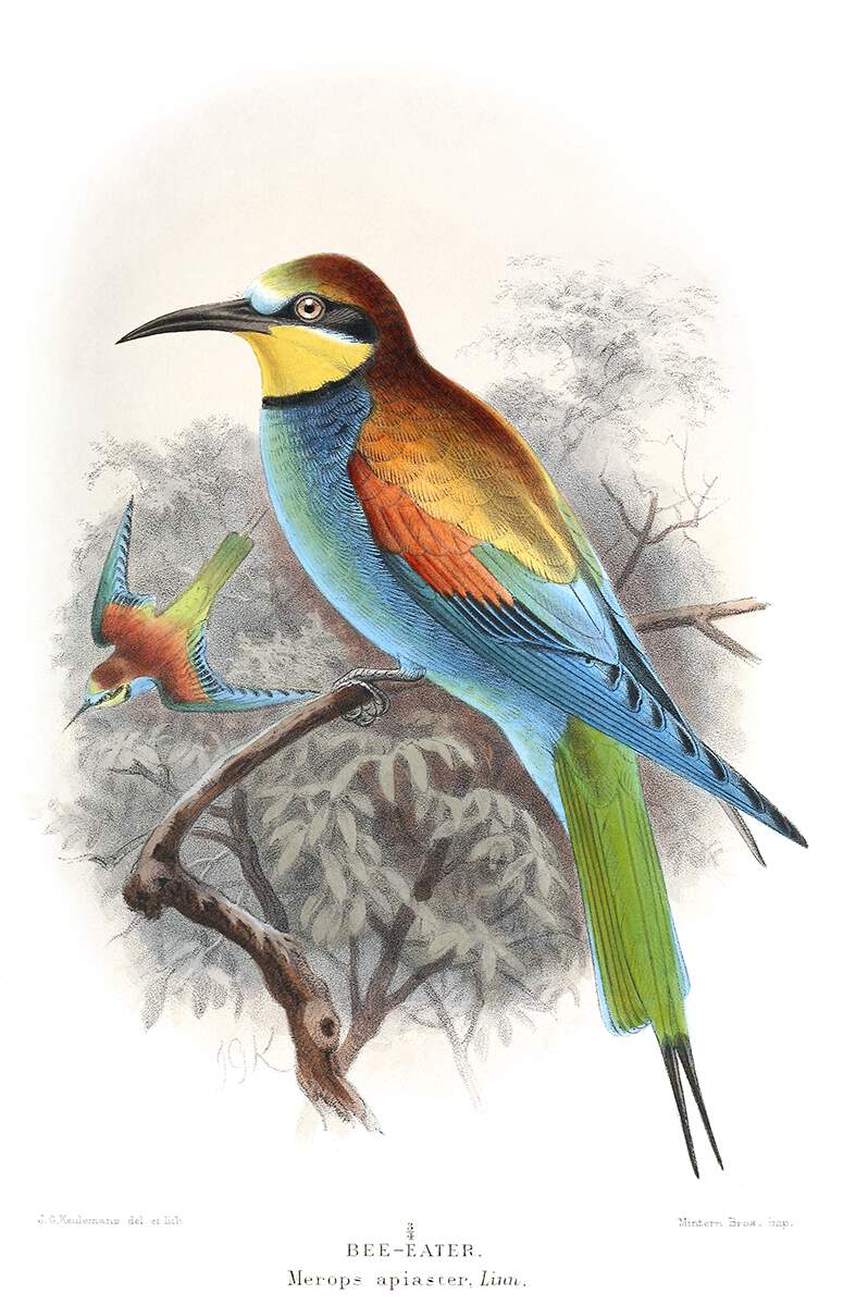Paper & Party Supplies Stationery Set of 4 postcards European Bee eater ...